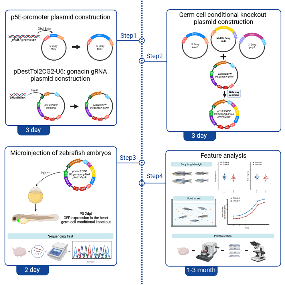Cell Press: STAR Protocols