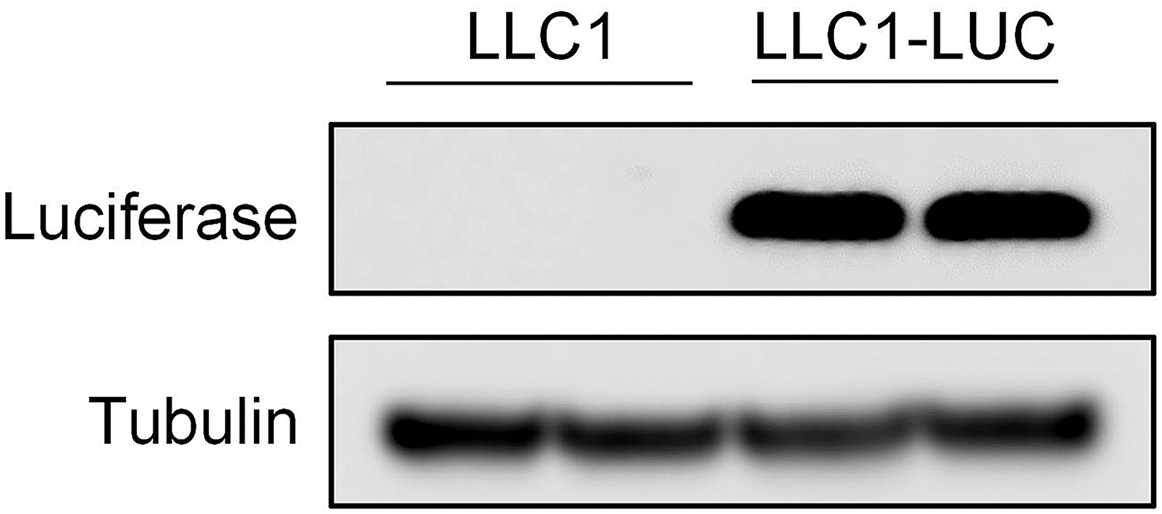 Cell Press: STAR Protocols