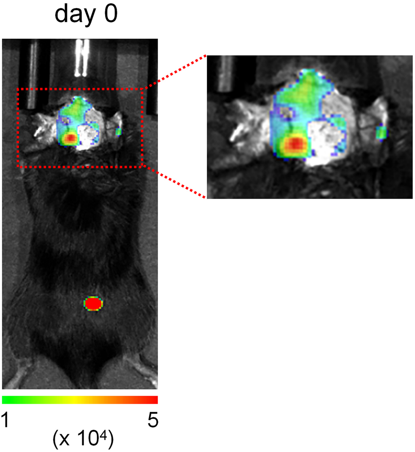 Cell Press: STAR Protocols