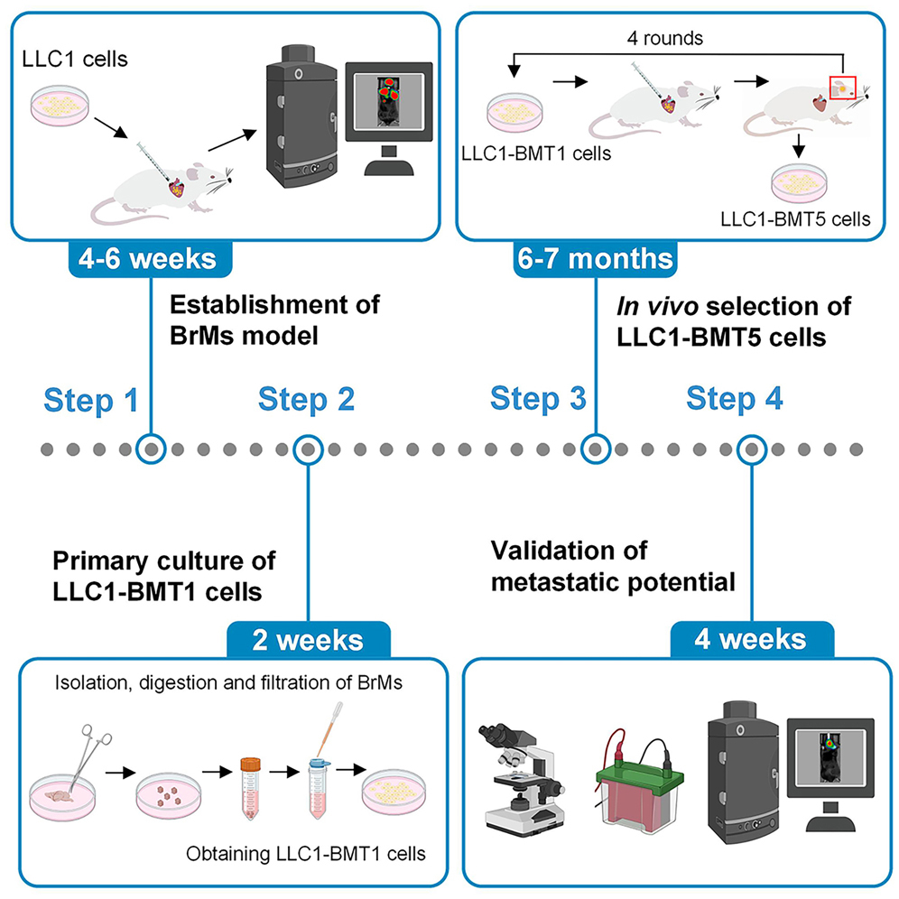 Cell Press: STAR Protocols