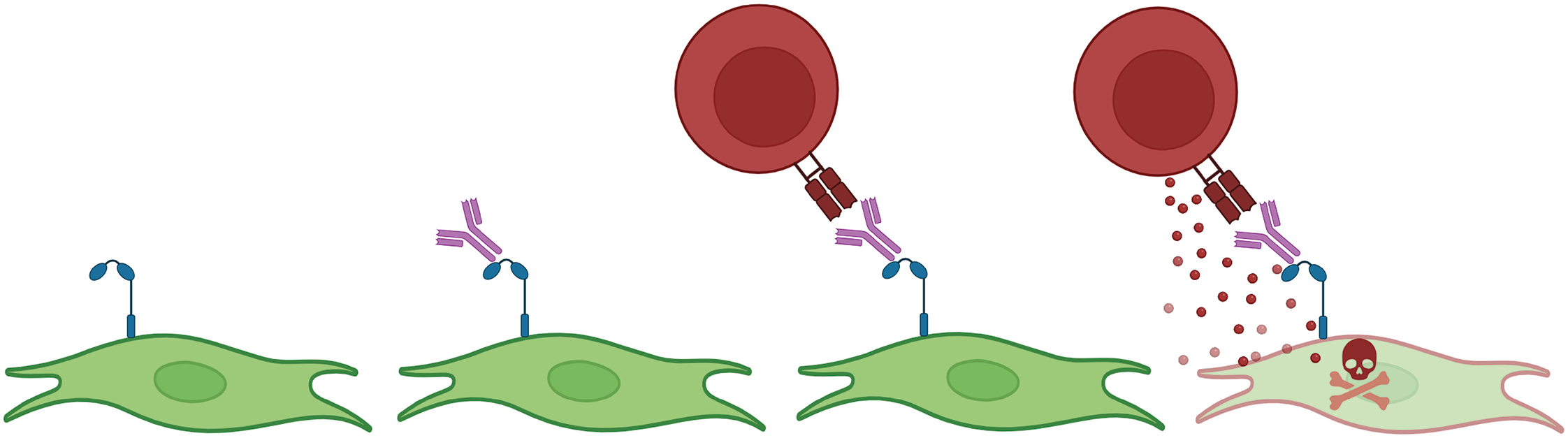 Cell Press: STAR Protocols