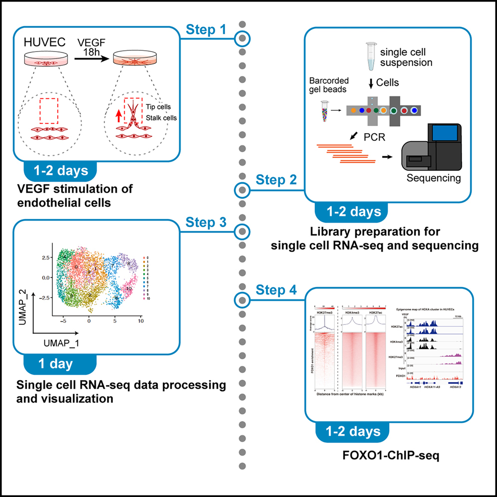 Cell Press: STAR Protocols