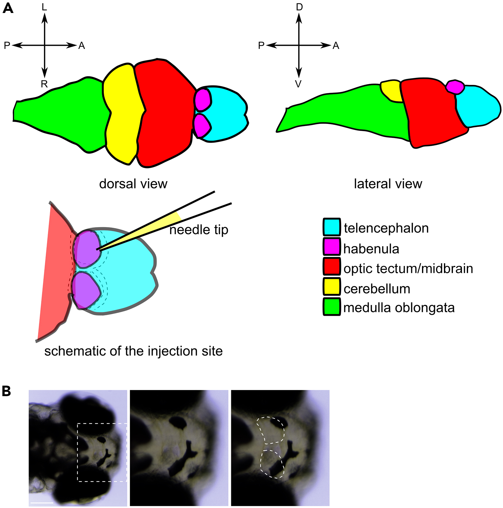 Cell Press: STAR Protocols