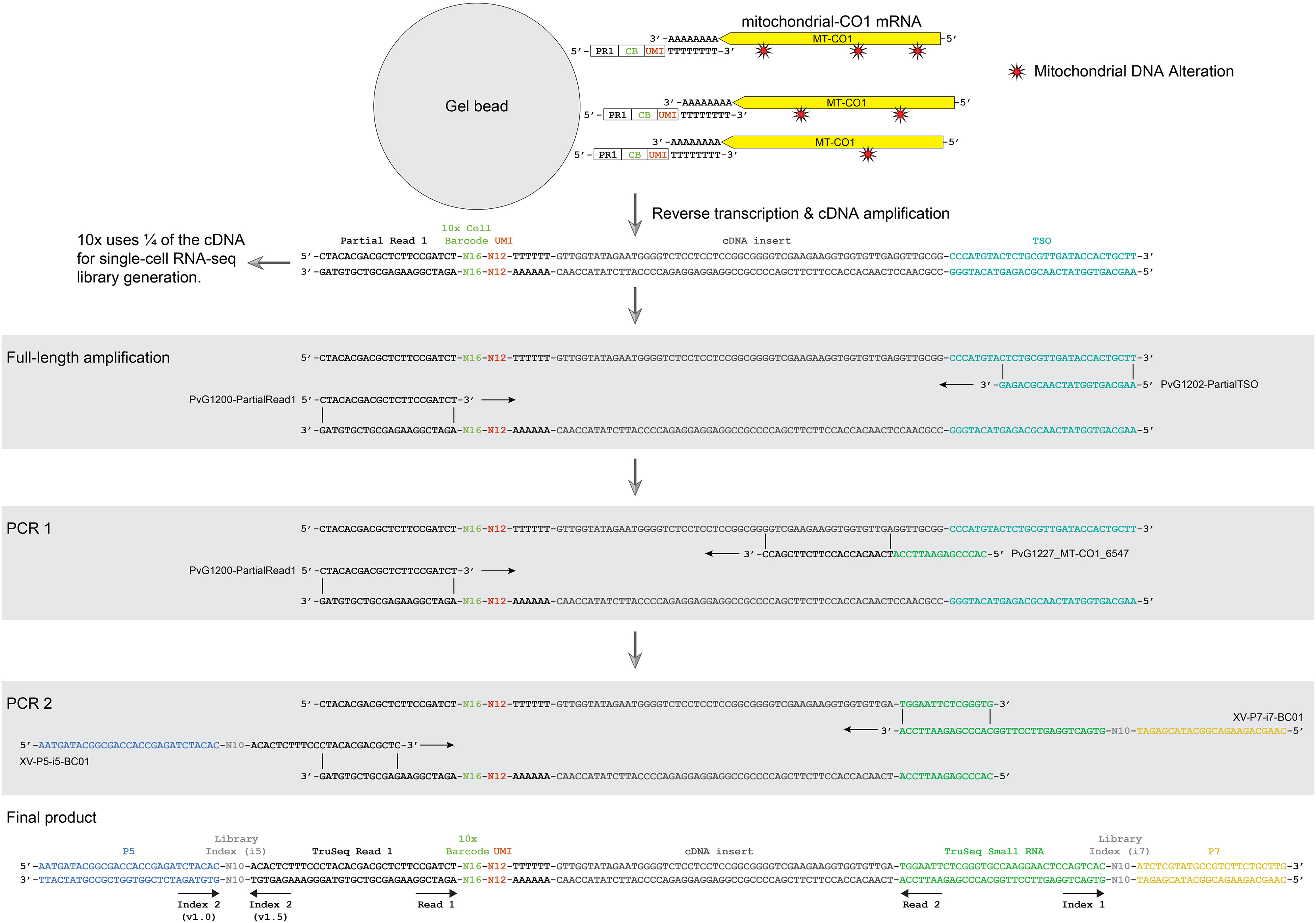 Cell Press: STAR Protocols