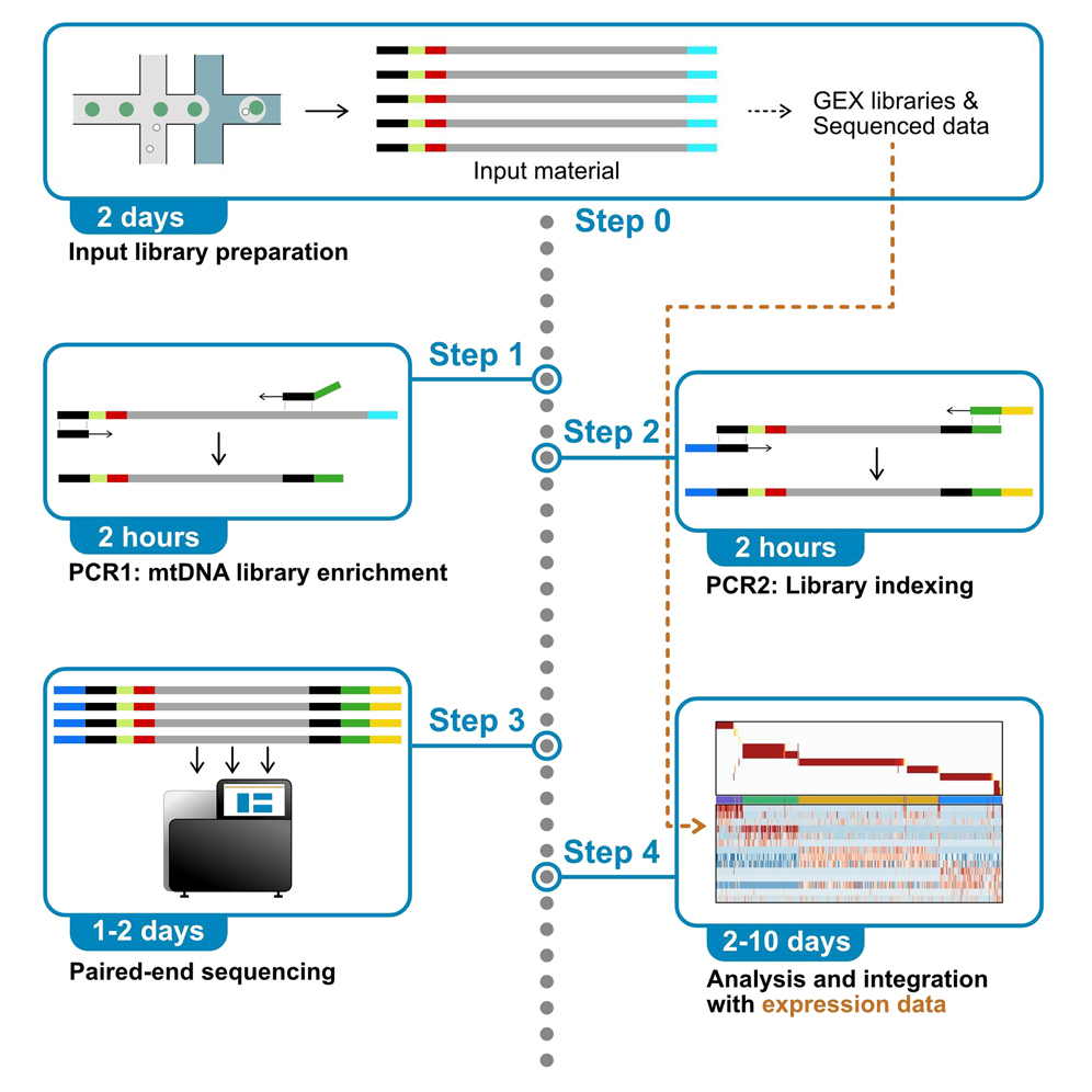 Cell Press: STAR Protocols