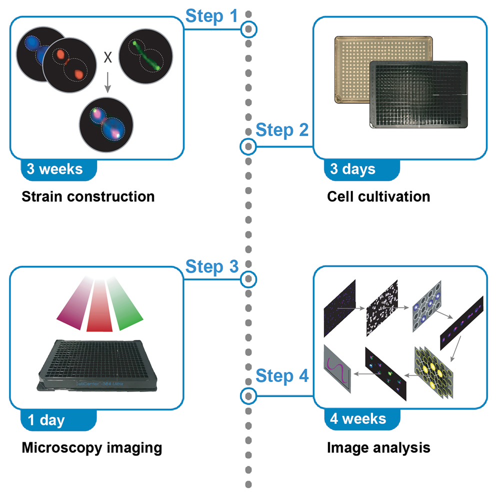 Cell Press: STAR Protocols