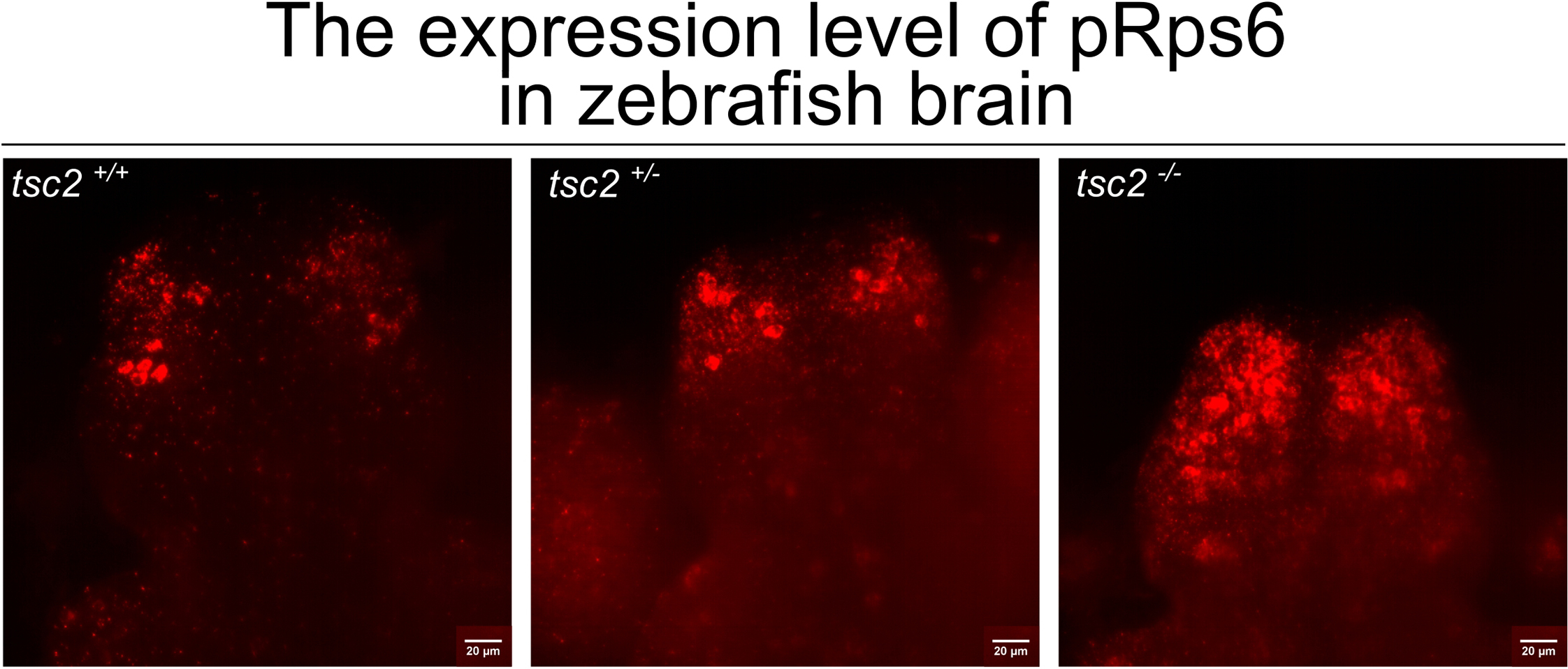 Cell Press: STAR Protocols