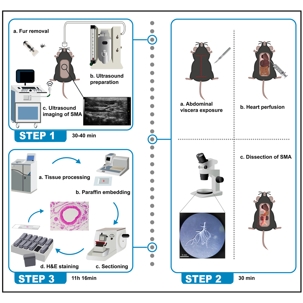 Cell Press: STAR Protocols