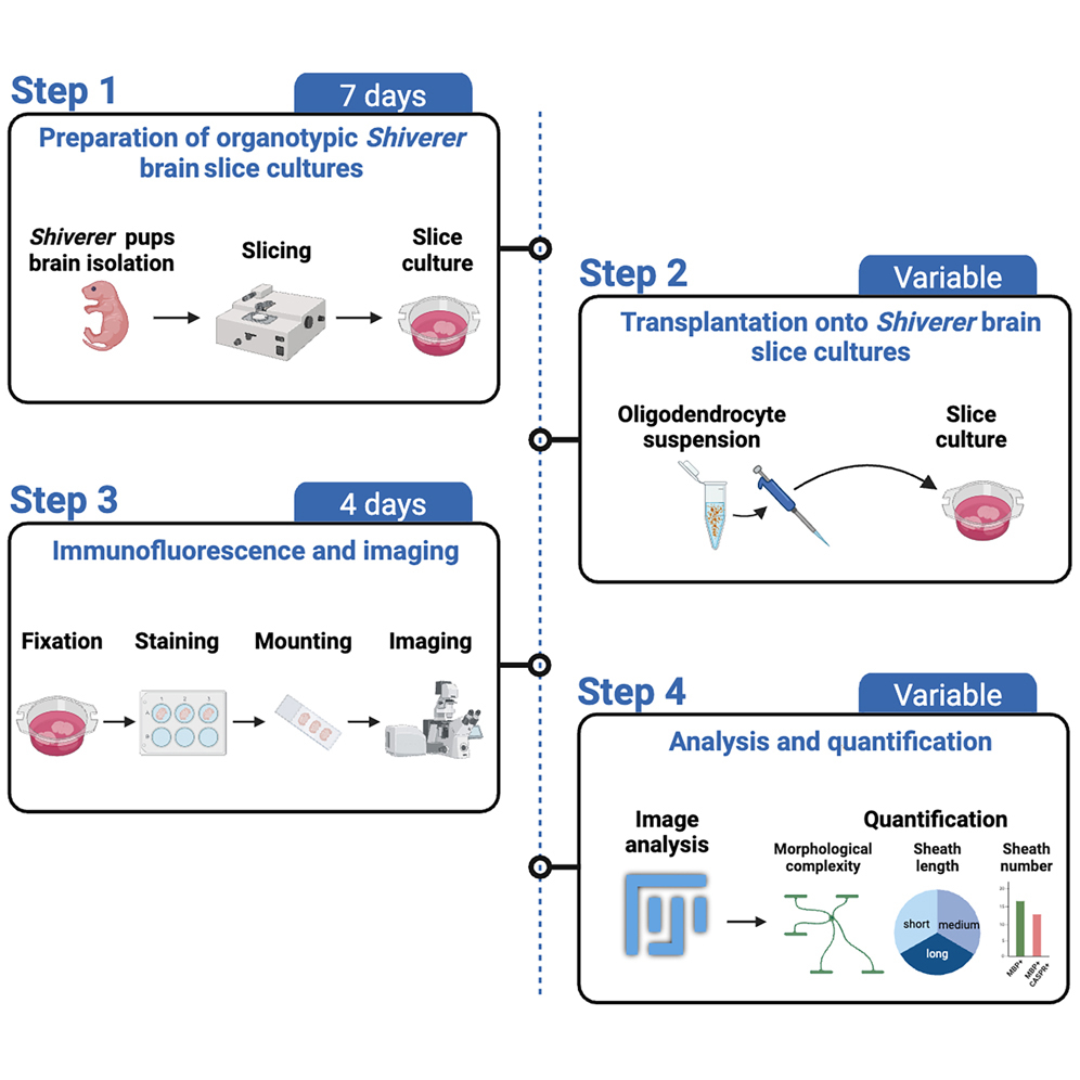 Cell Press: STAR Protocols