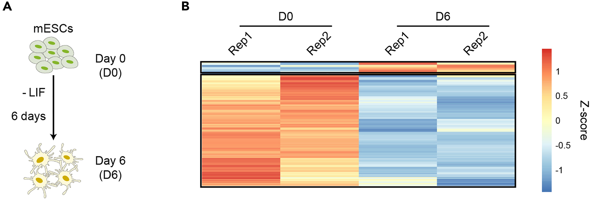 Cell Press: STAR Protocols
