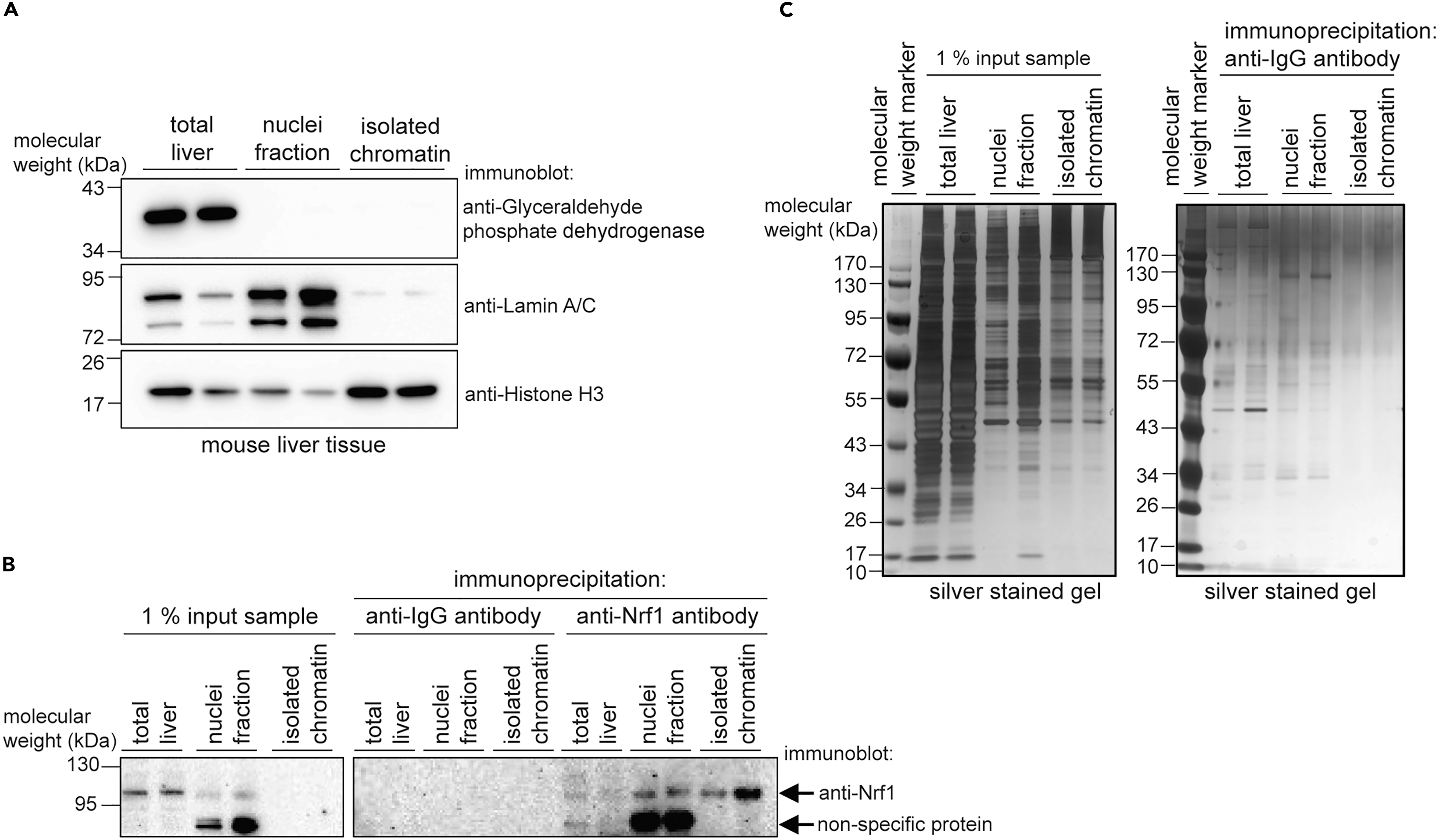 Cell Press: STAR Protocols