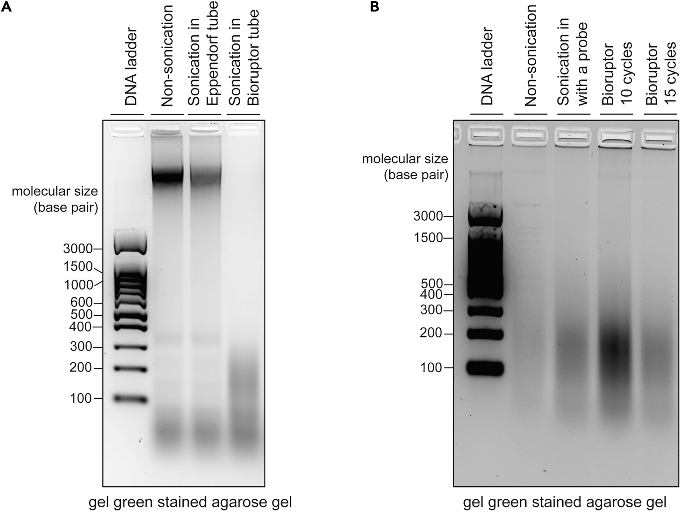 Cell Press: STAR Protocols
