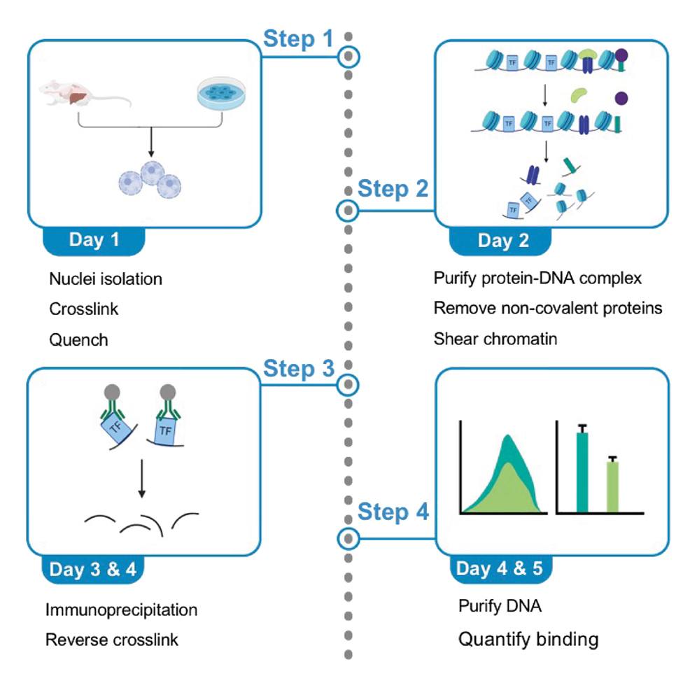 Cell Press: STAR Protocols