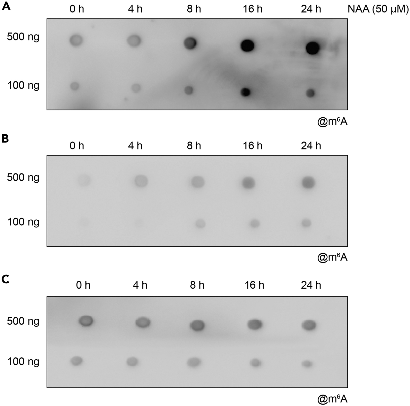 Cell Press: STAR Protocols