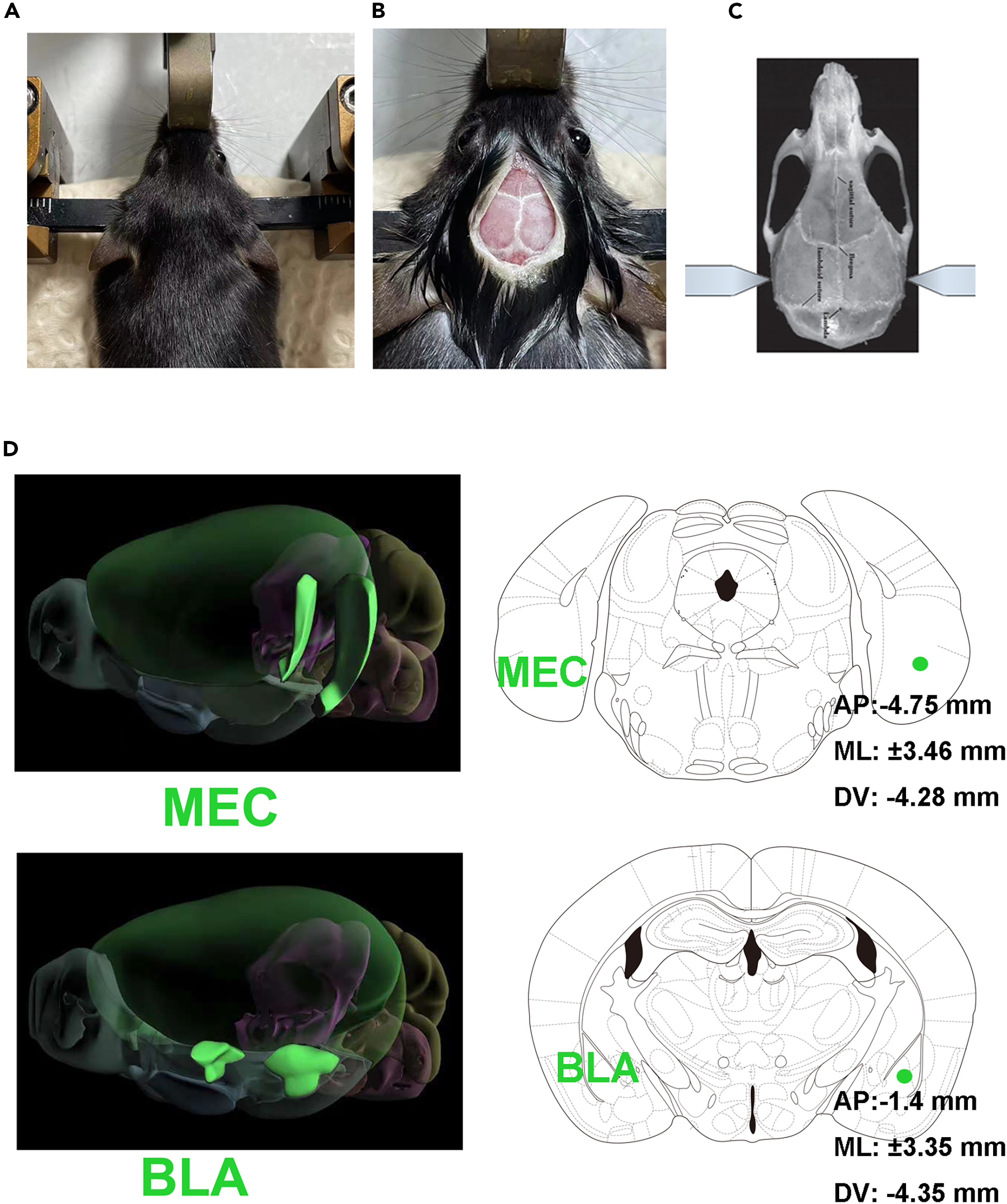 Cell Press: STAR Protocols