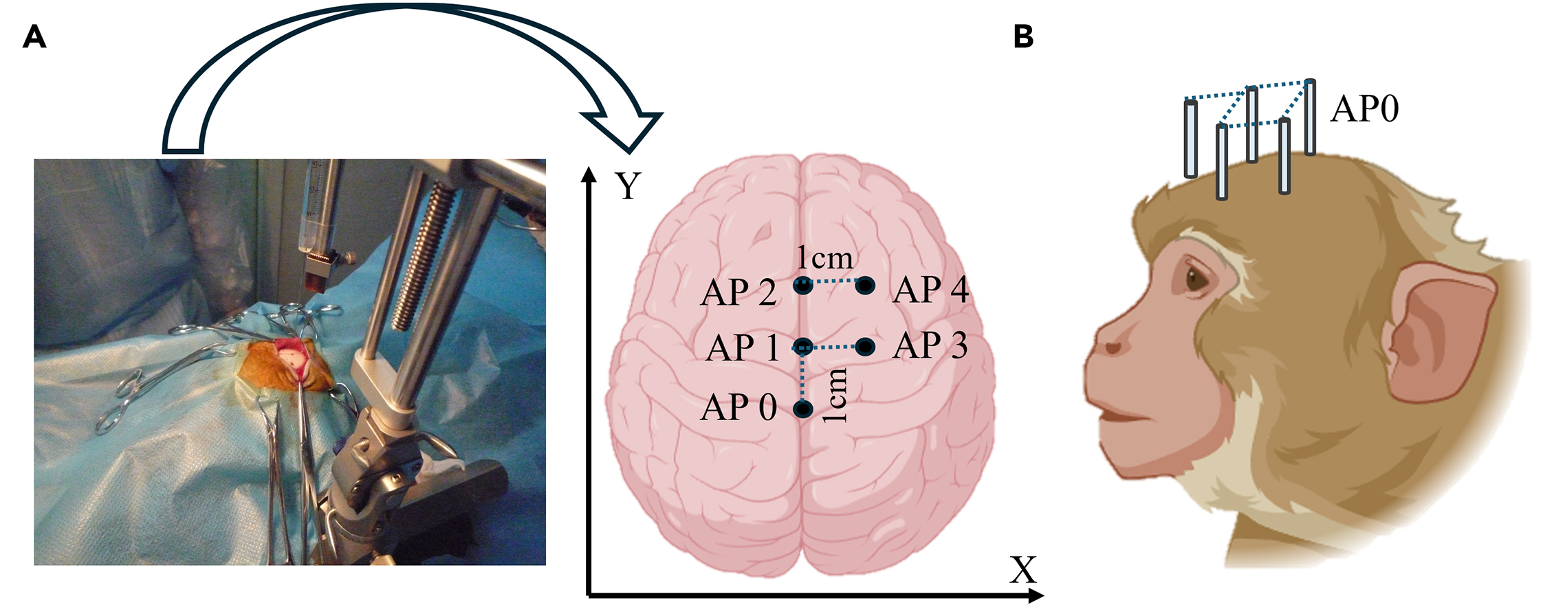 Cell Press: STAR Protocols