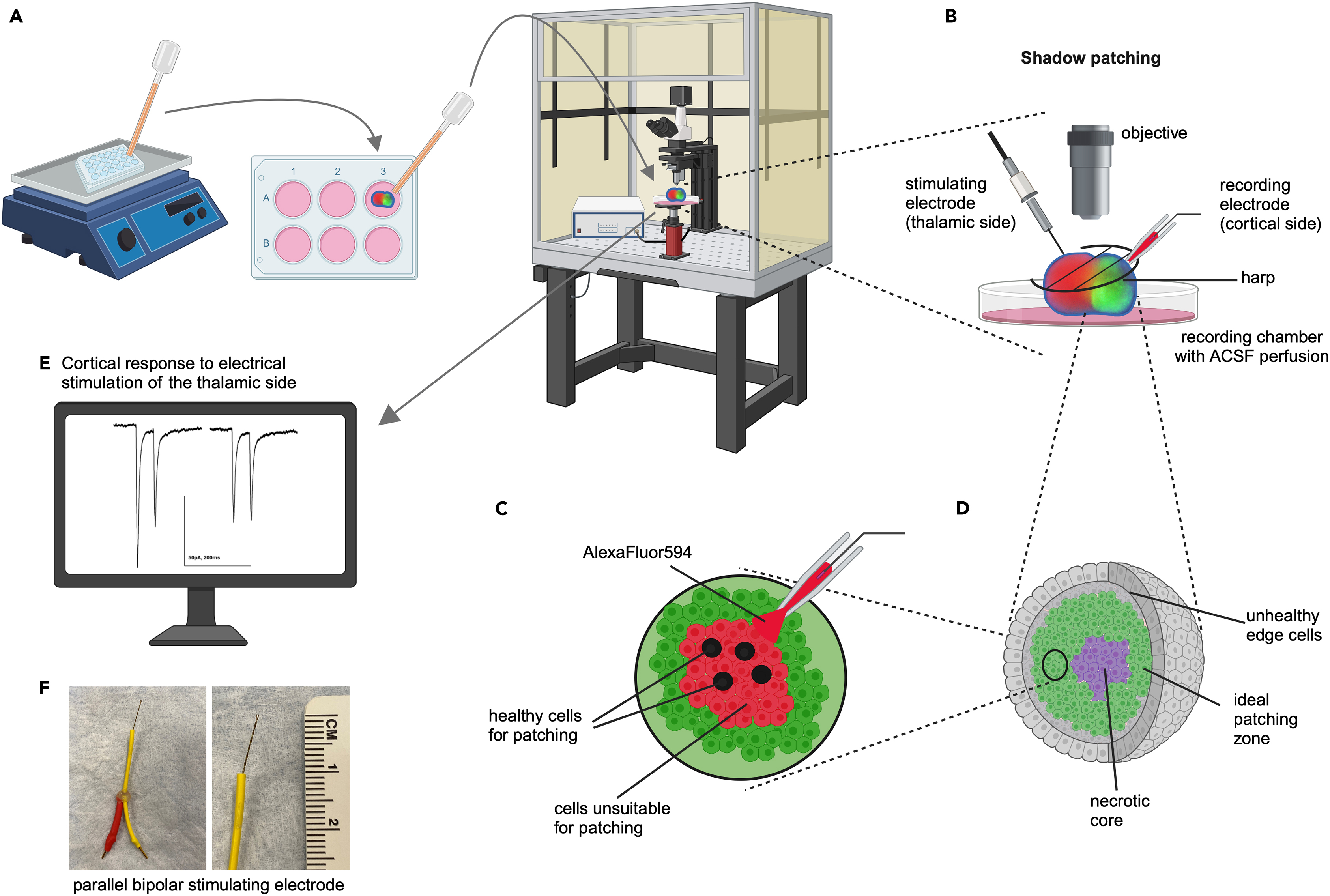 Cell Press: STAR Protocols
