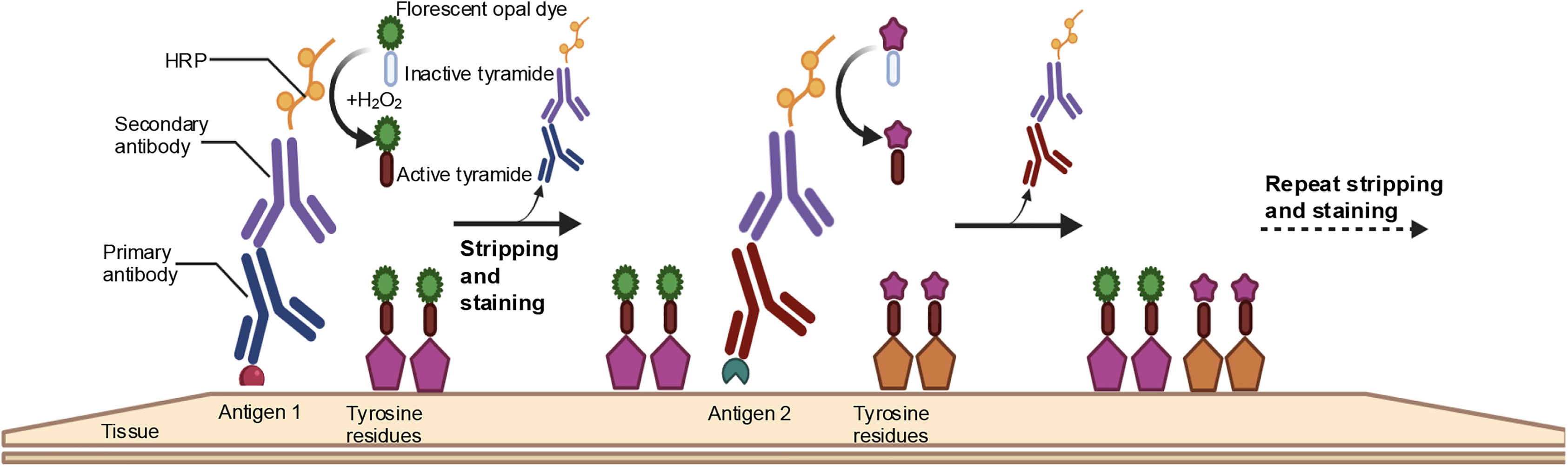 Cell Press: STAR Protocols