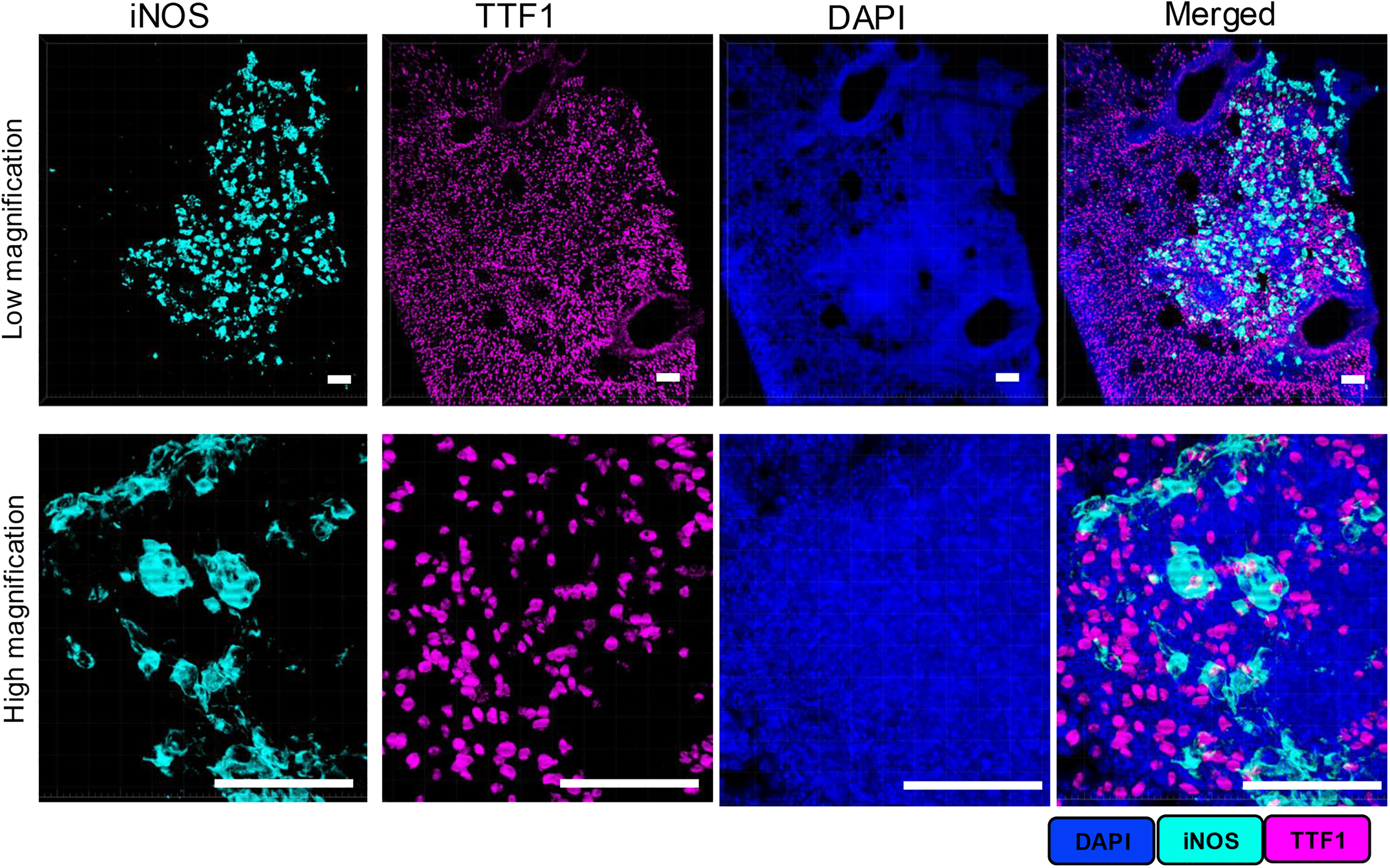 Cell Press: STAR Protocols