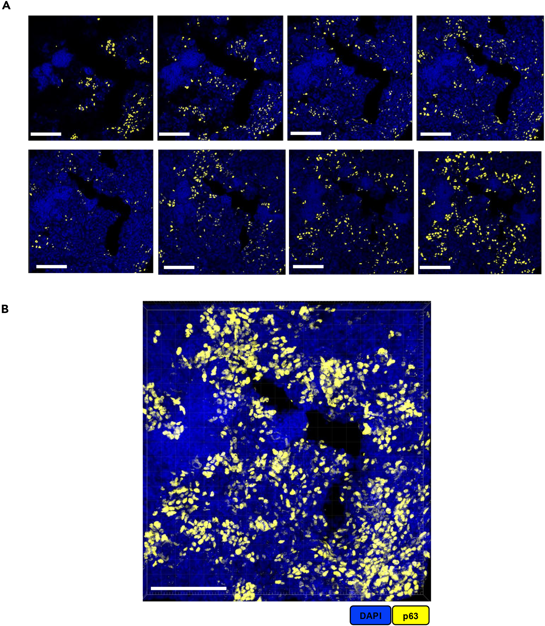 Cell Press: STAR Protocols