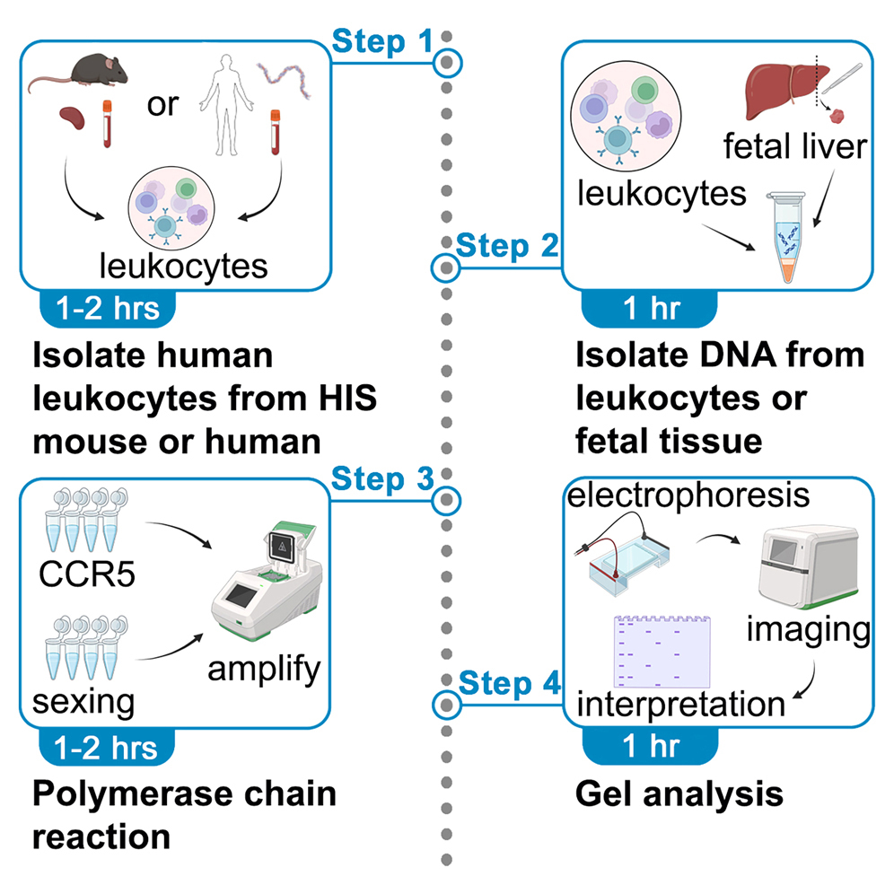 Cell Press: STAR Protocols