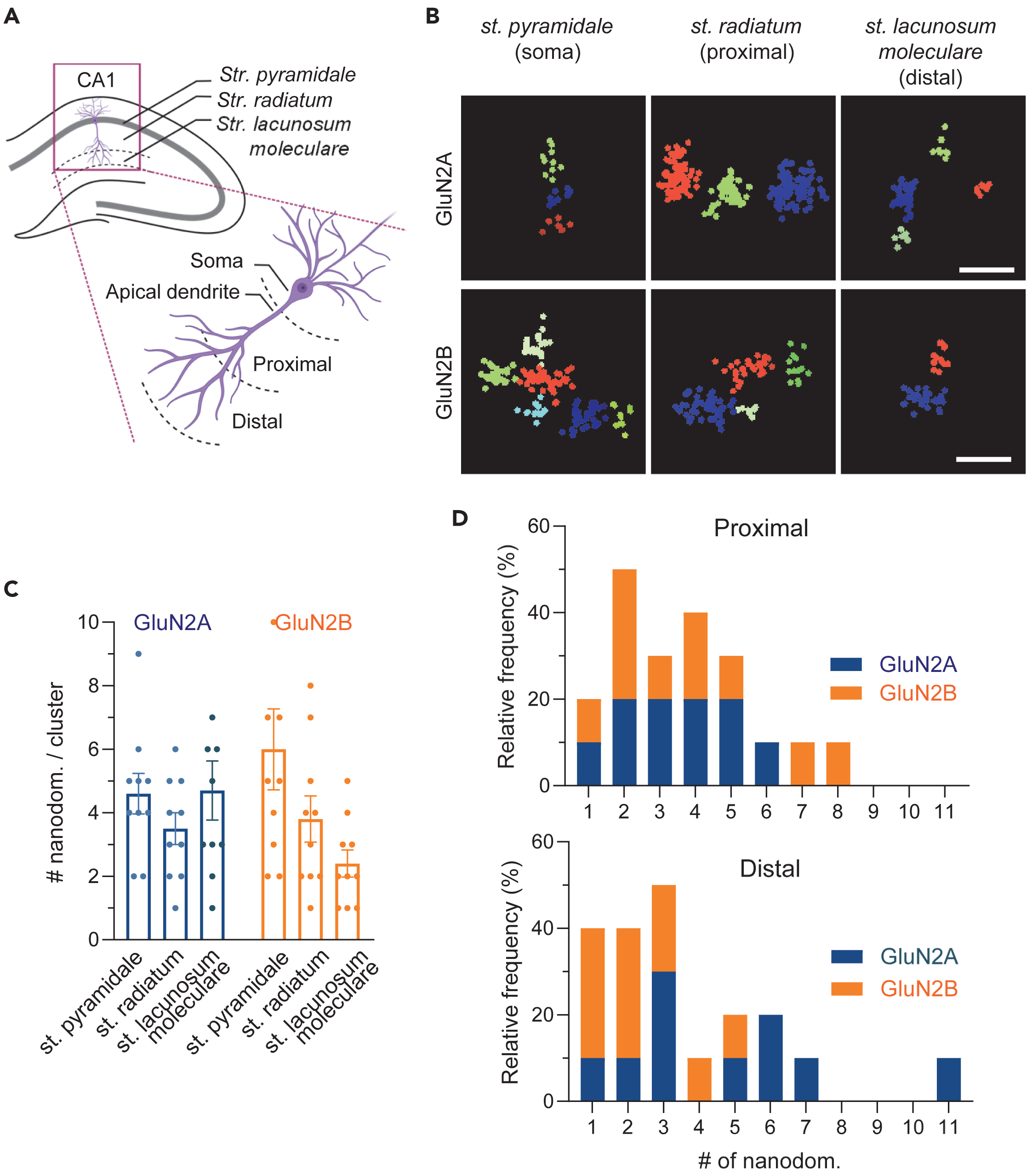 Cell Press: STAR Protocols