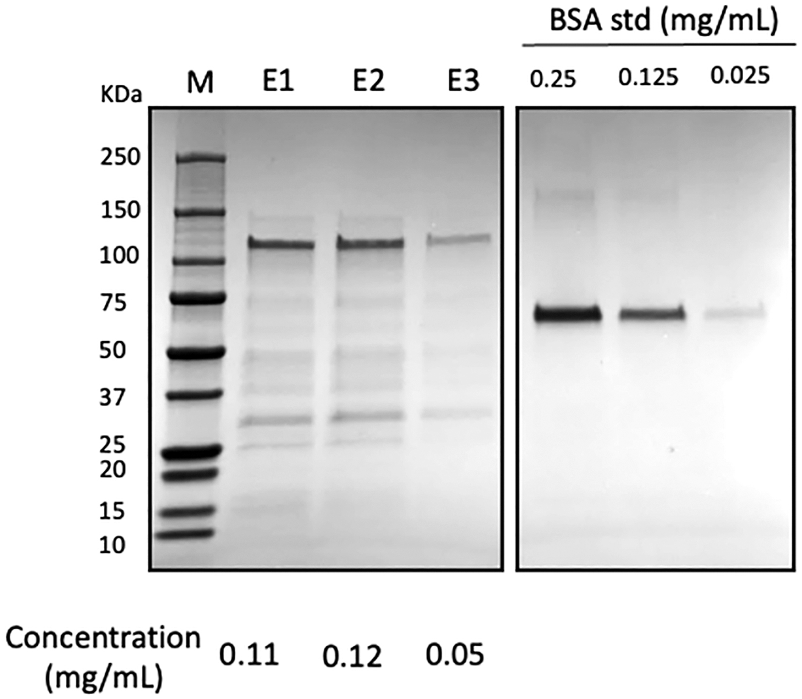 Cell Press: STAR Protocols