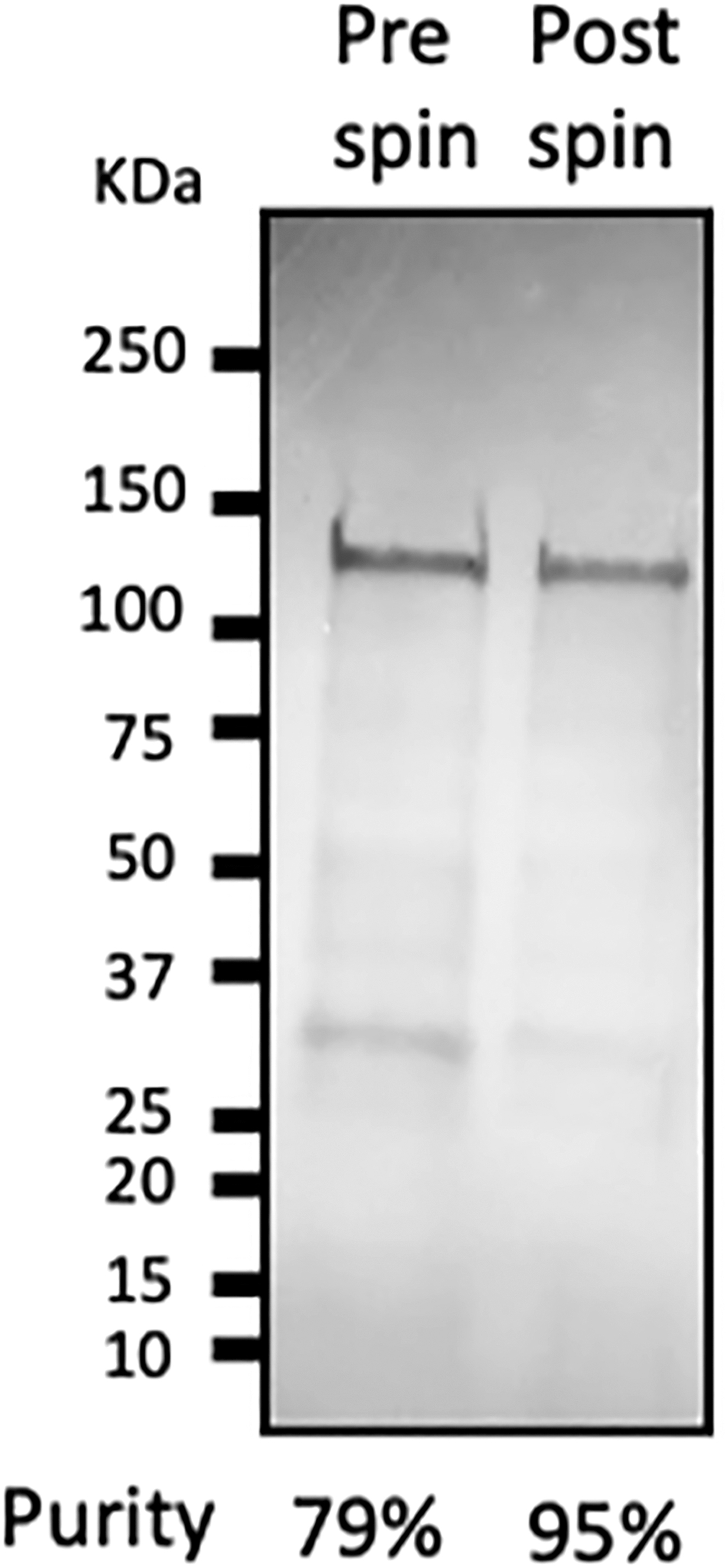 Cell Press: STAR Protocols