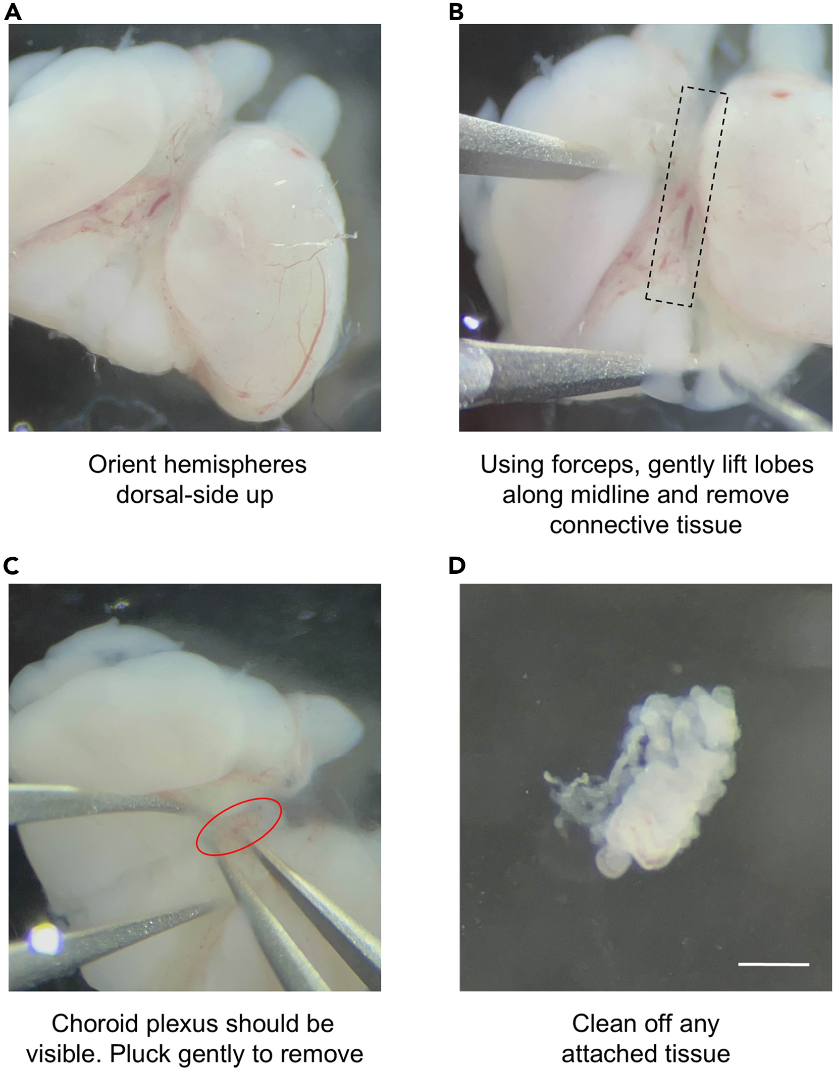 Cell Press: STAR Protocols