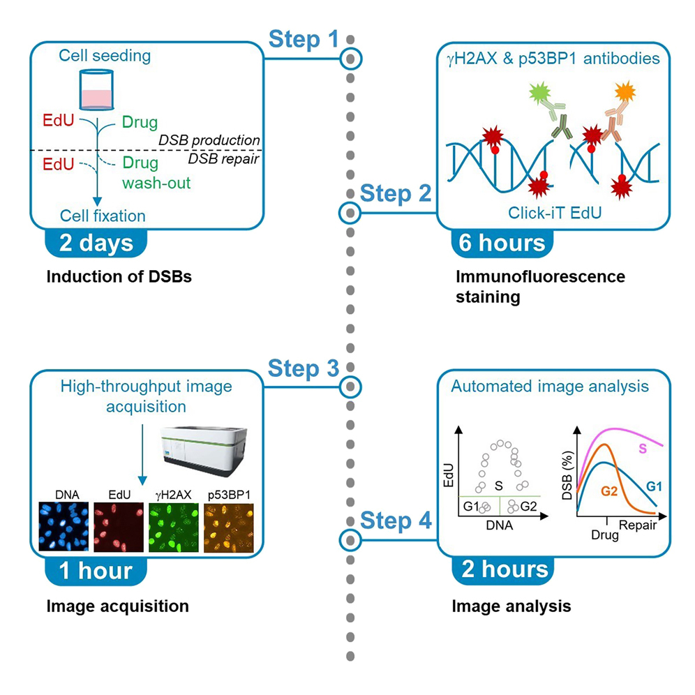 Cell Press: STAR Protocols