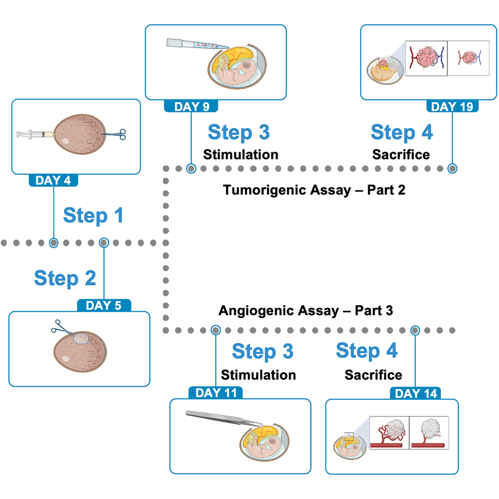Cell Press: STAR Protocols