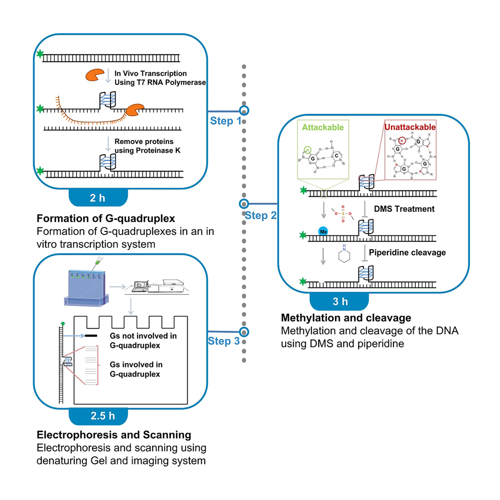 Cell Press: STAR Protocols