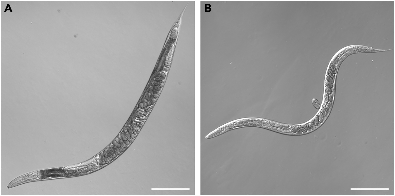 Cell Press: STAR Protocols