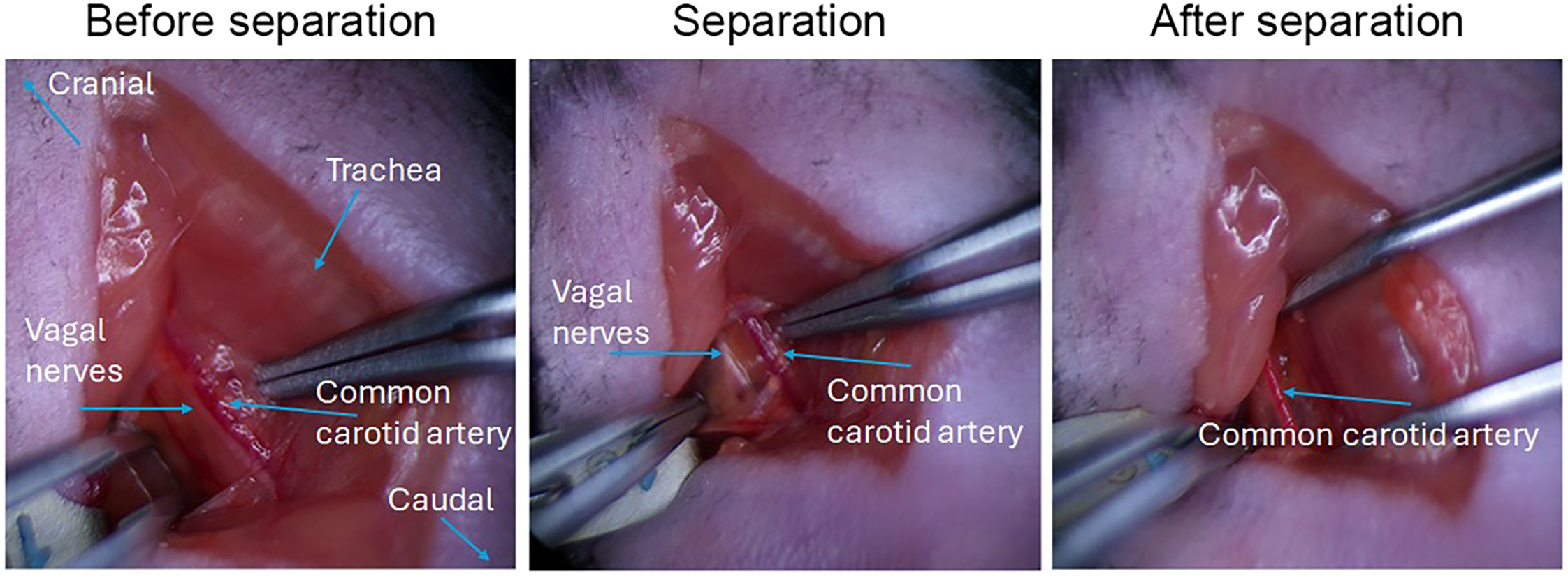 Cell Press: STAR Protocols
