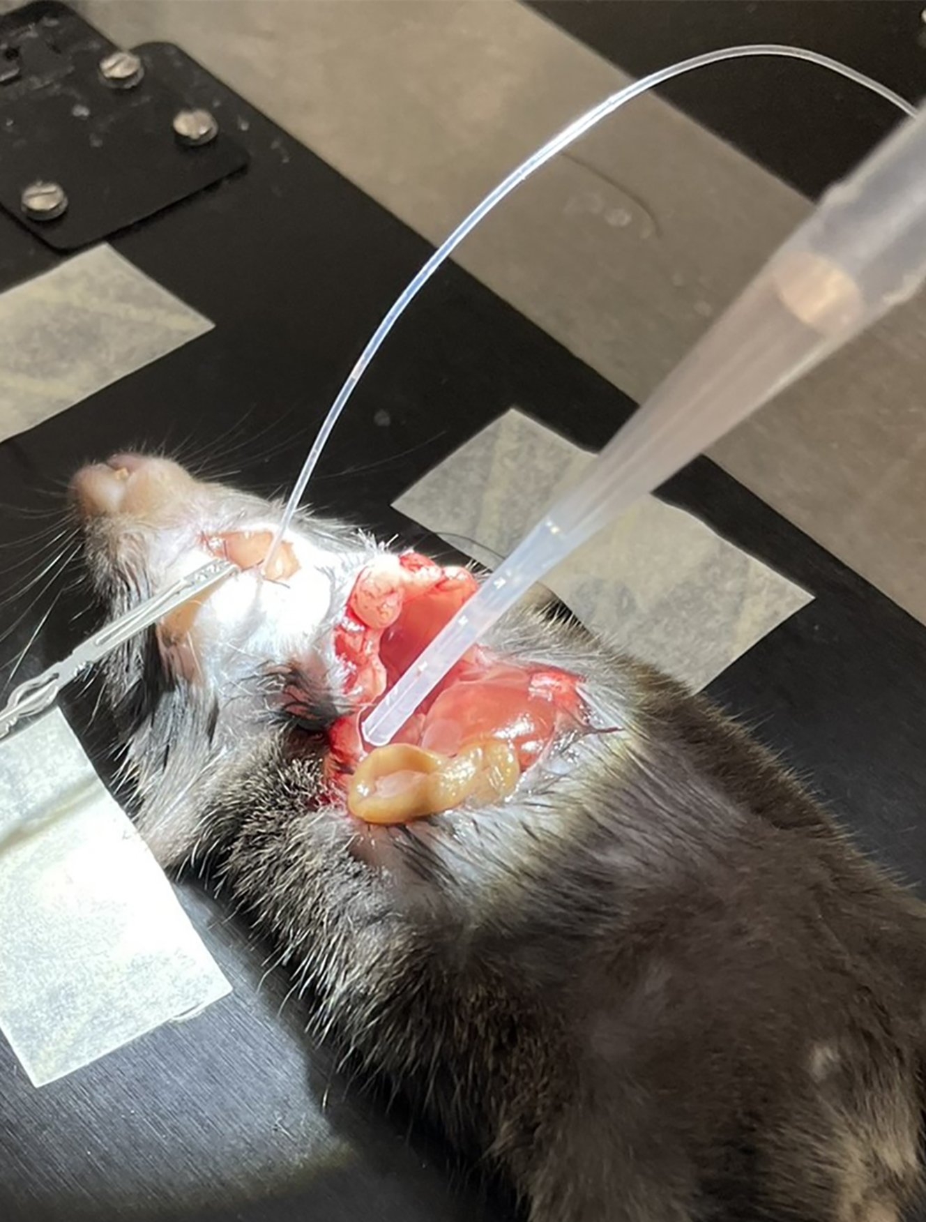 Cell Press: STAR Protocols