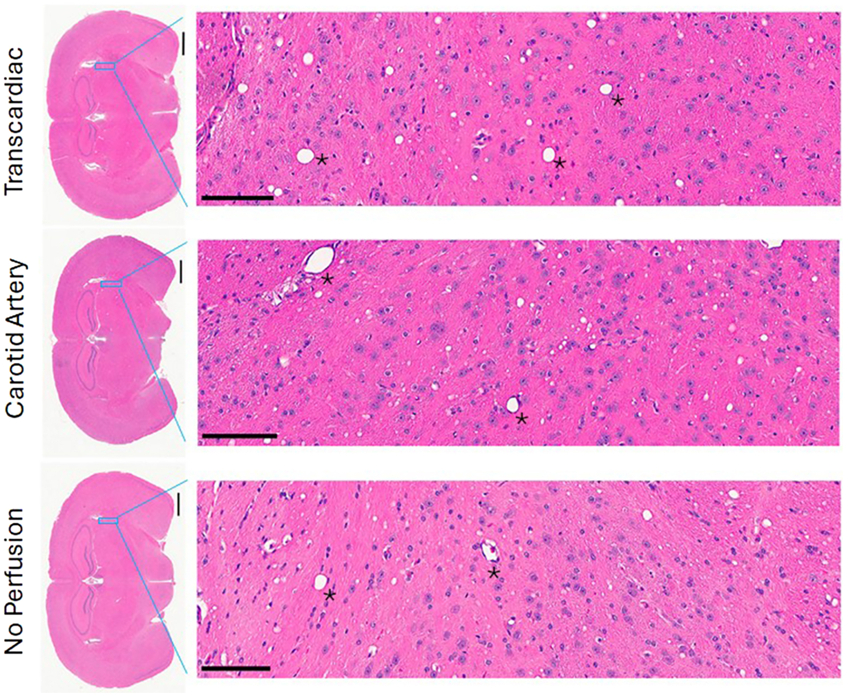Cell Press: STAR Protocols