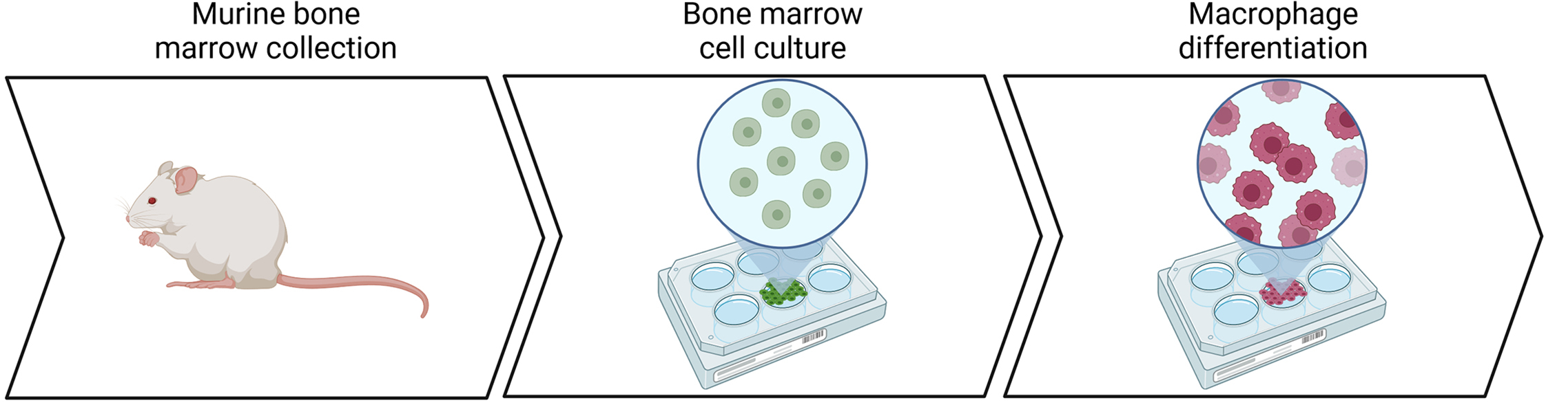 Cell Press: STAR Protocols