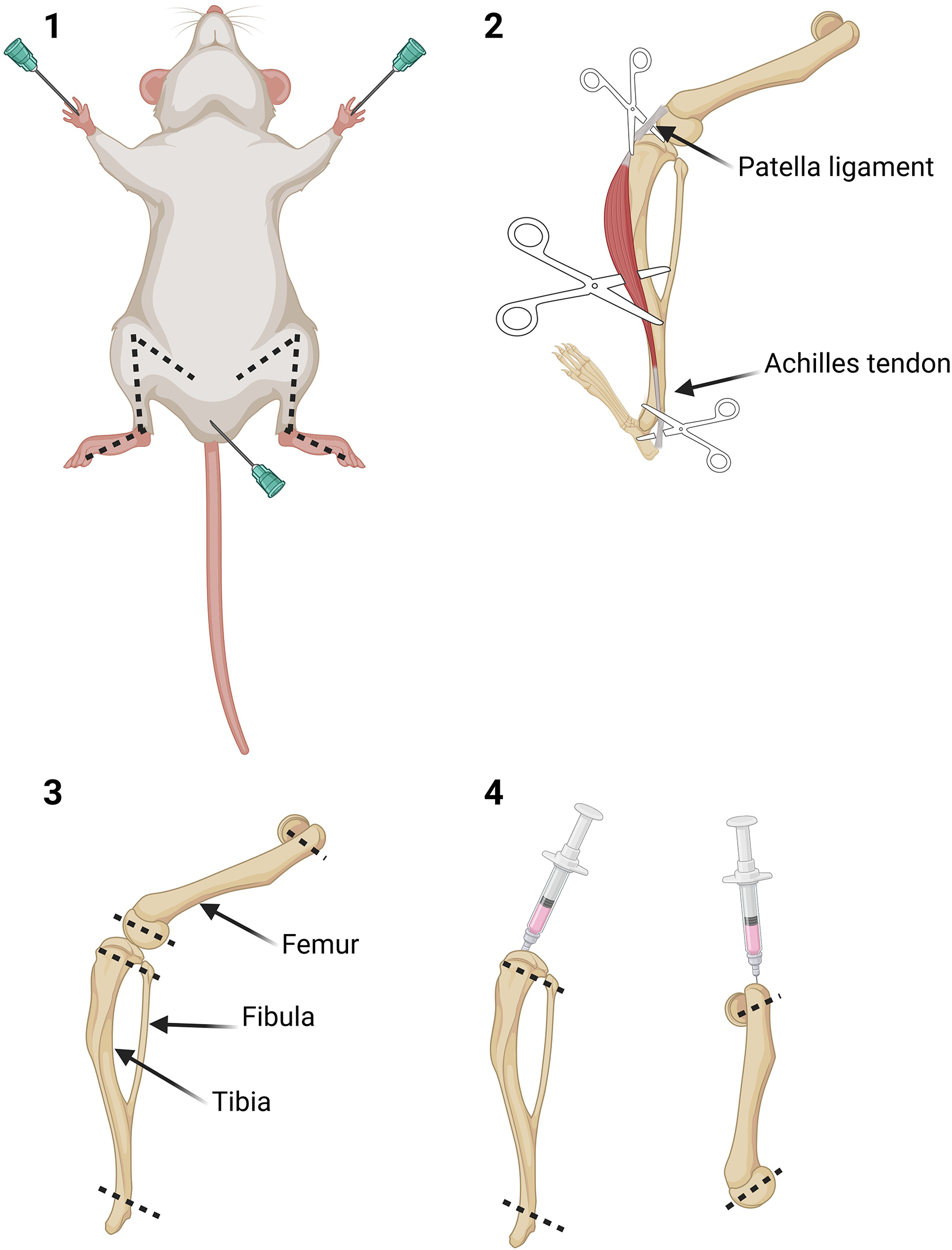 Cell Press: STAR Protocols
