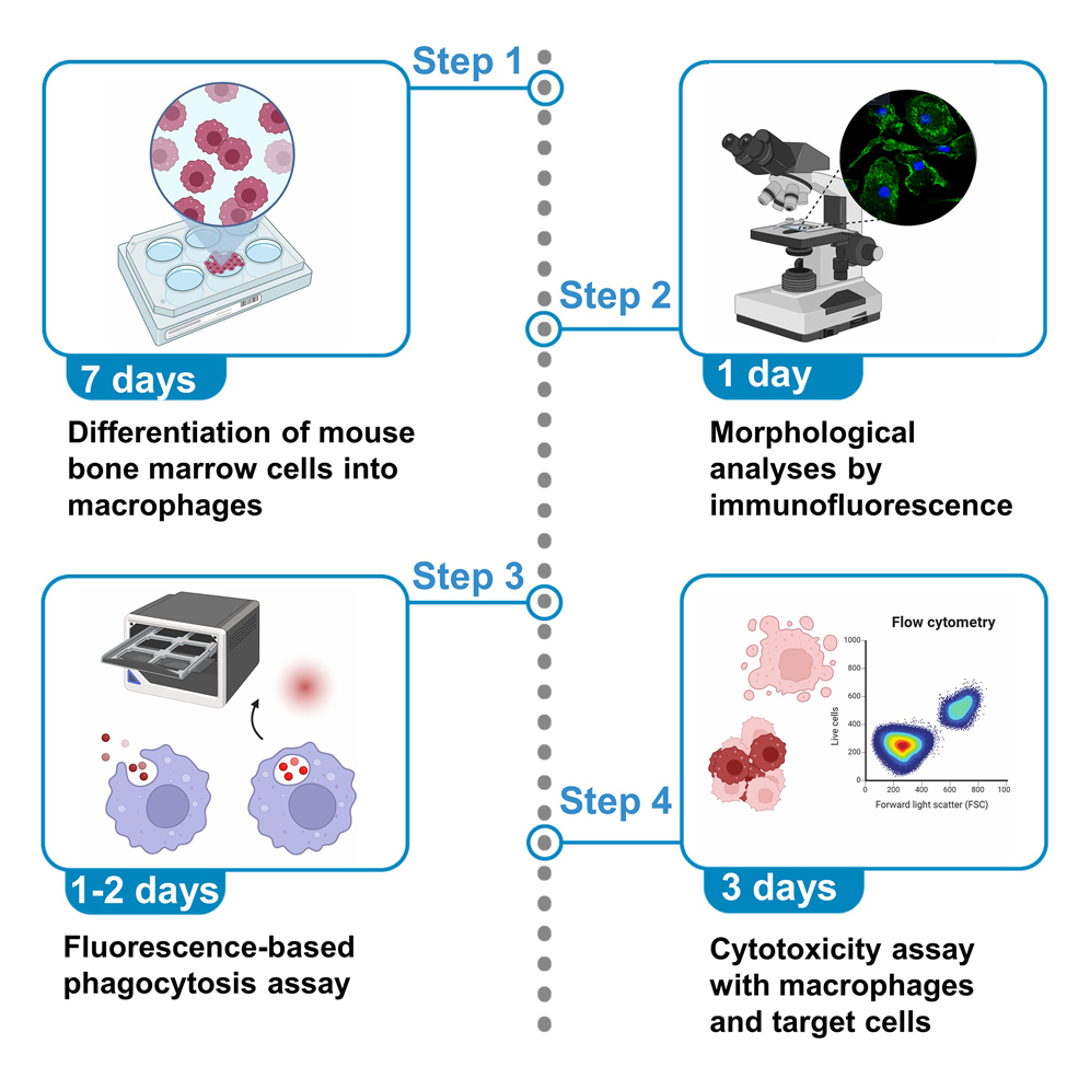 Cell Press: STAR Protocols
