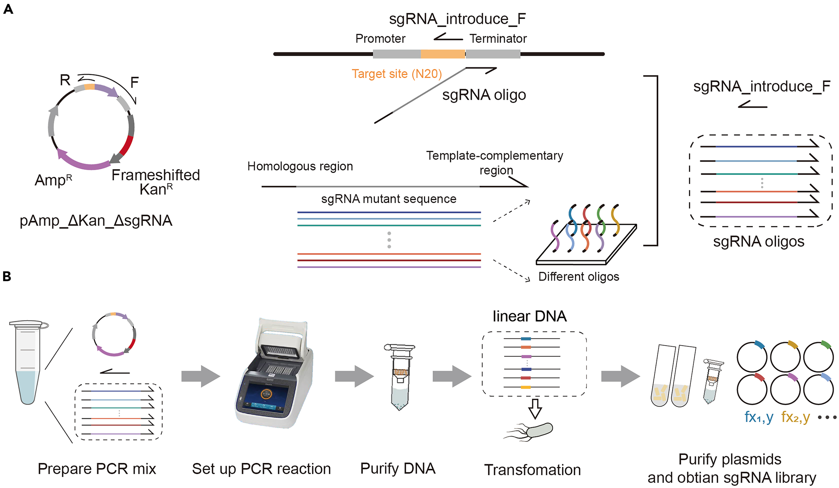 Cell Press: STAR Protocols
