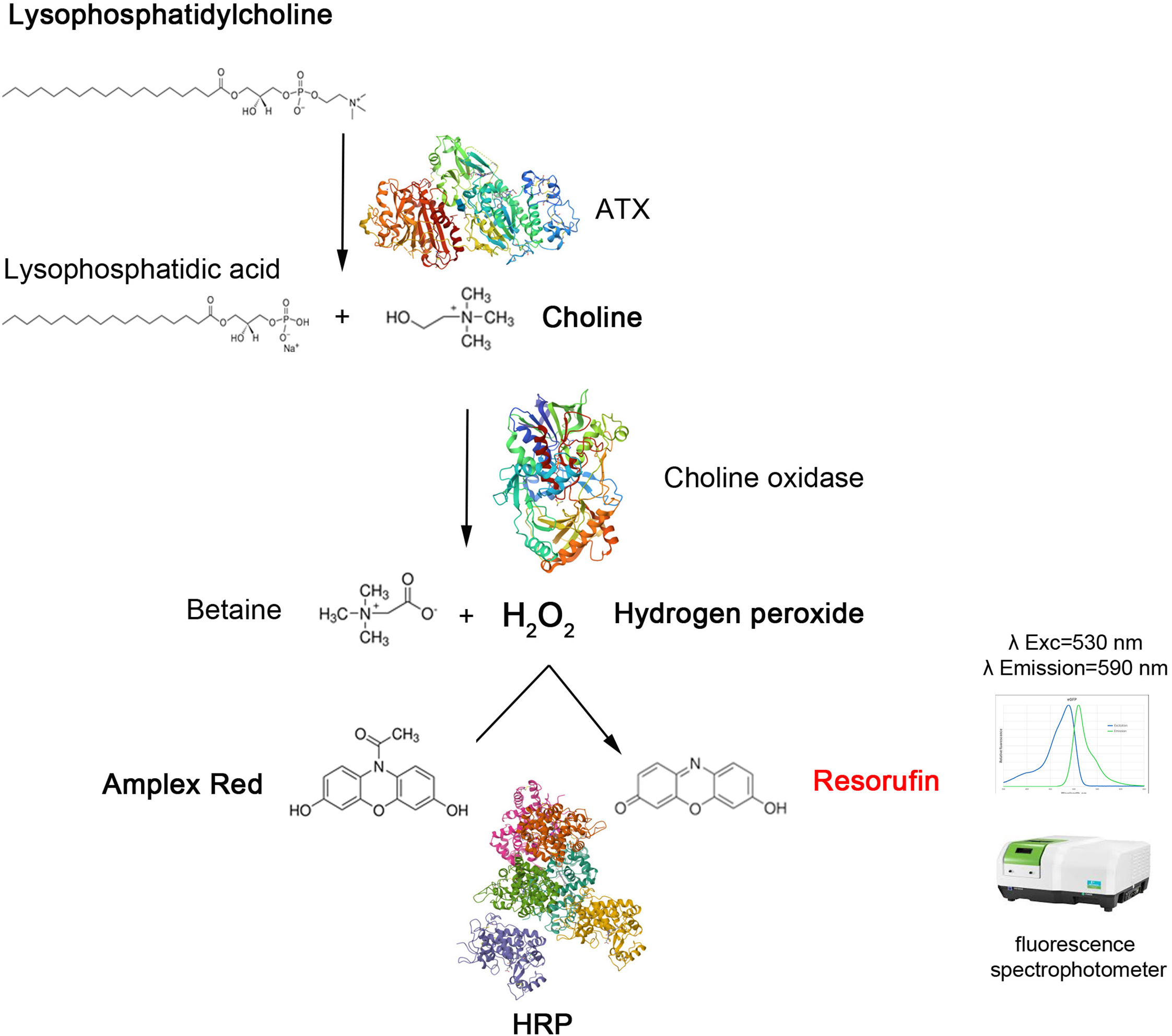 Cell Press: STAR Protocols