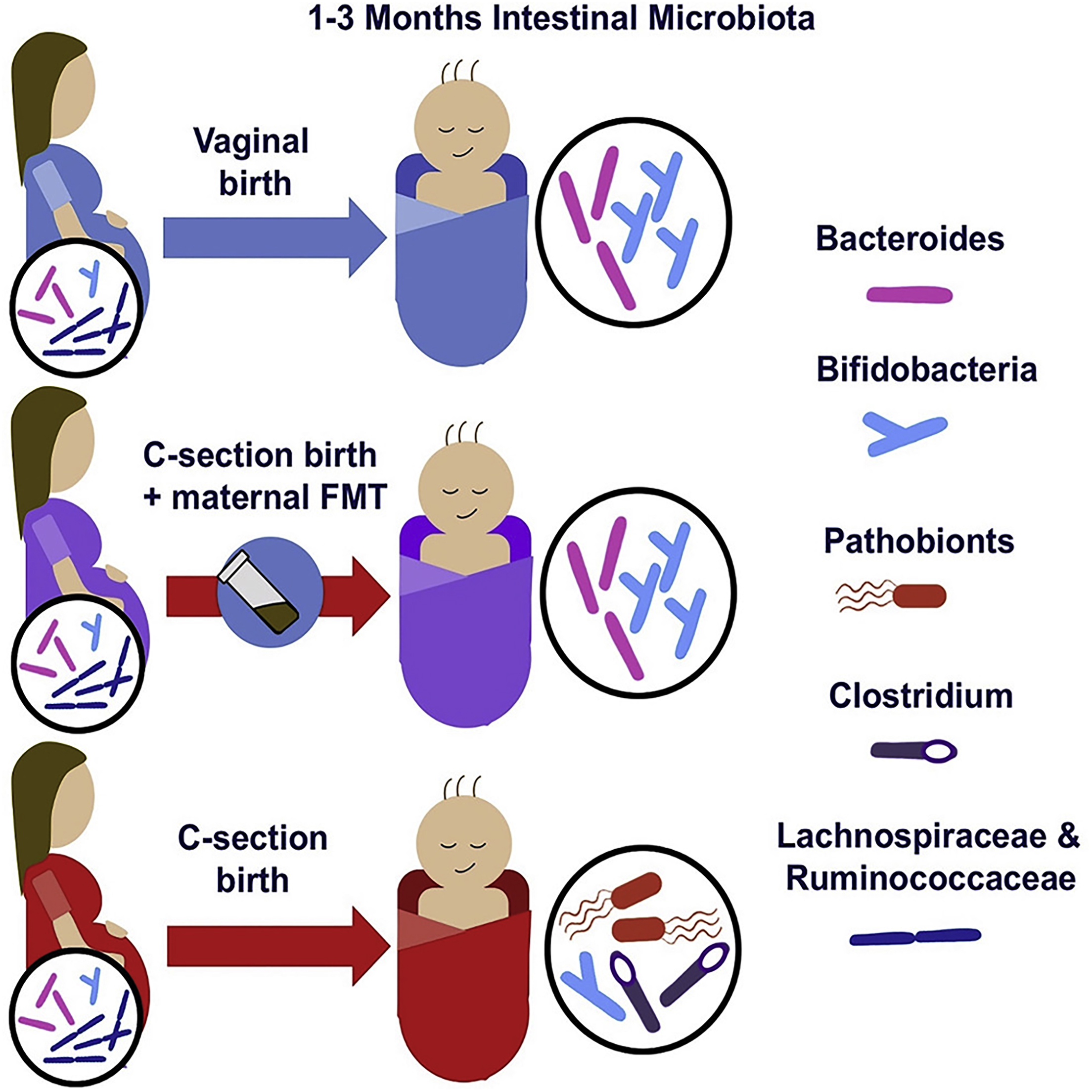Cell Press: STAR Protocols