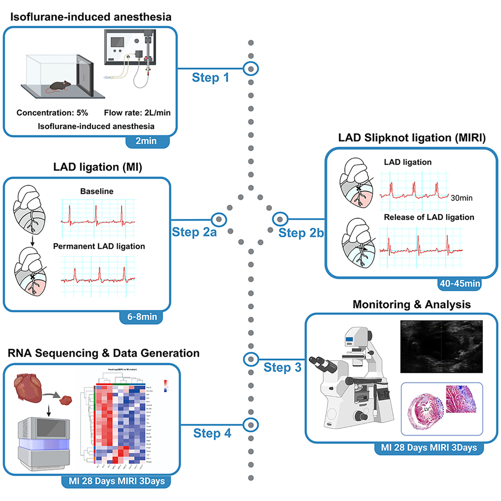 Cell Press: STAR Protocols