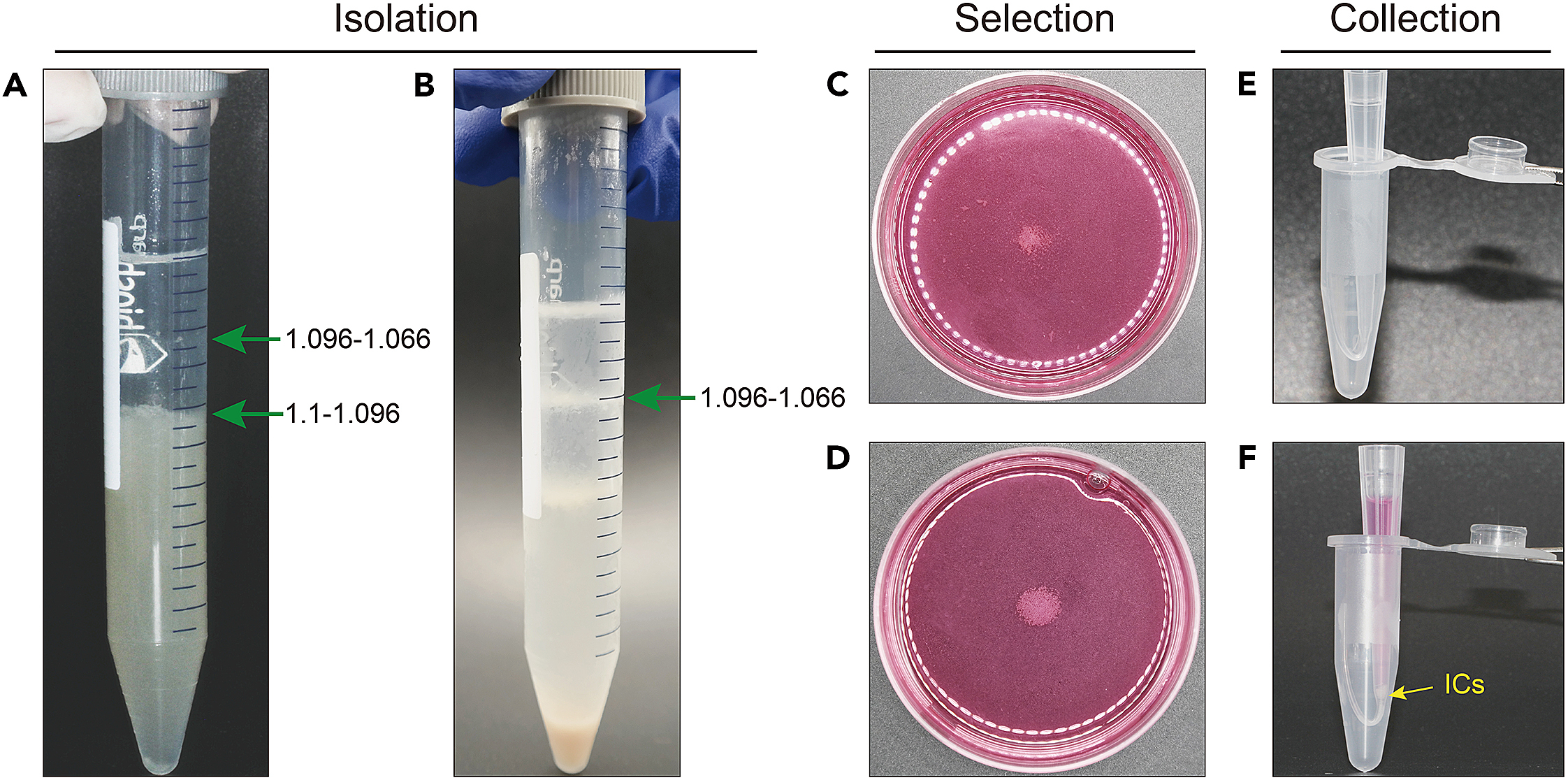 Cell Press: STAR Protocols