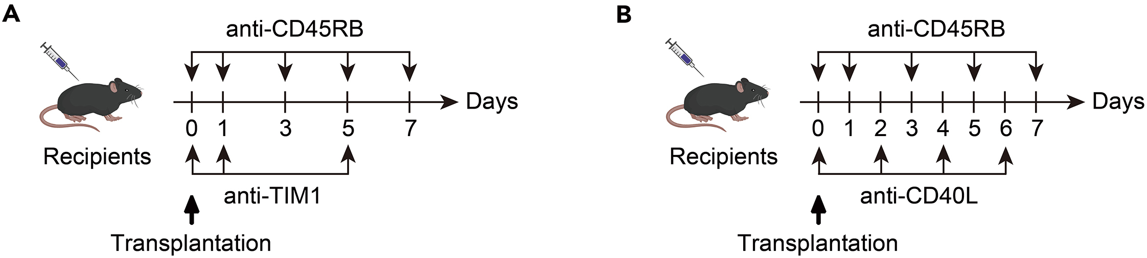 Cell Press: STAR Protocols