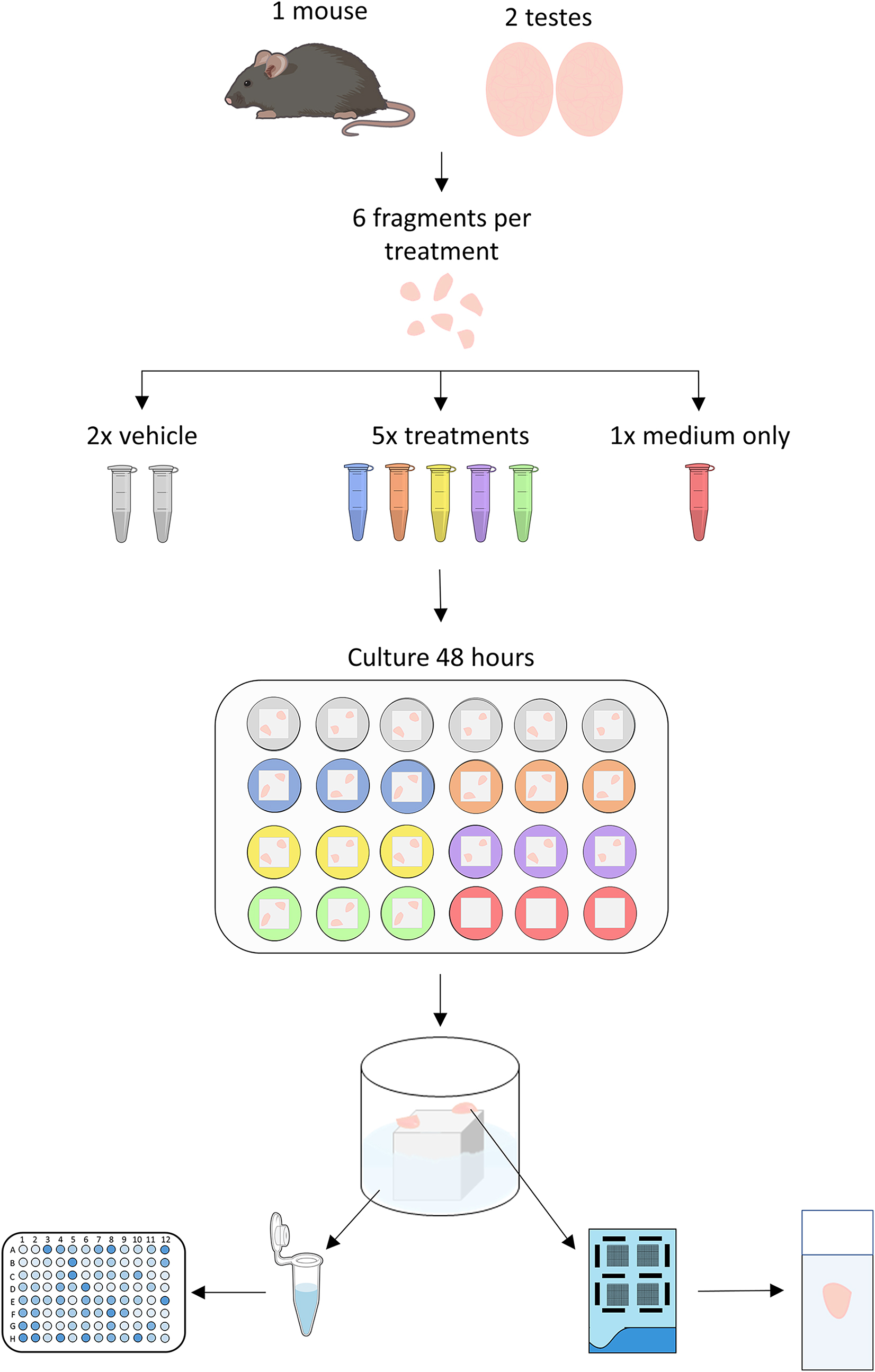 Cell Press: STAR Protocols