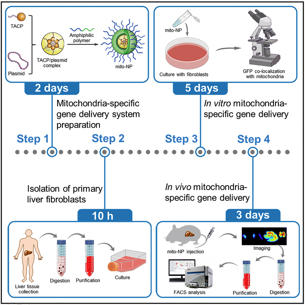 Cell Press: STAR Protocols