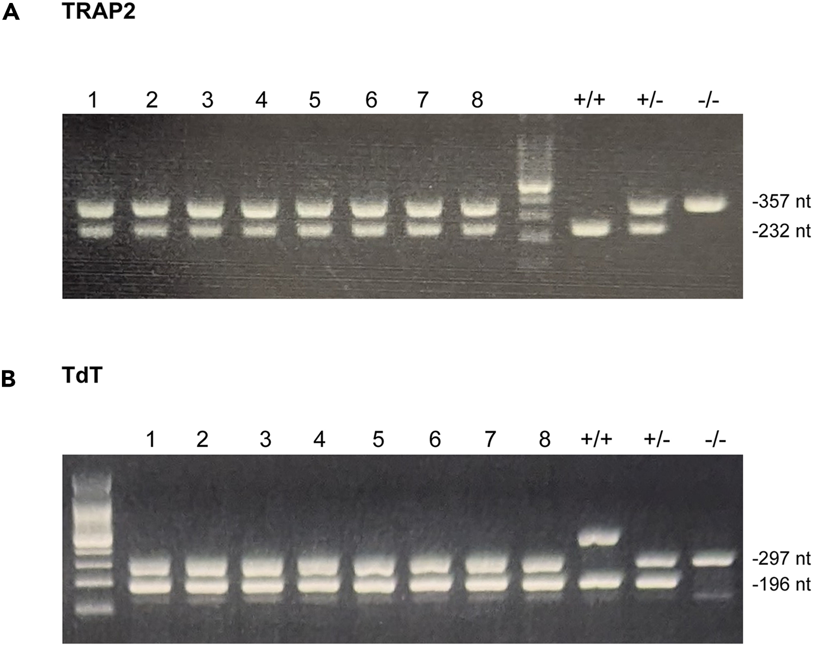 Cell Press: STAR Protocols