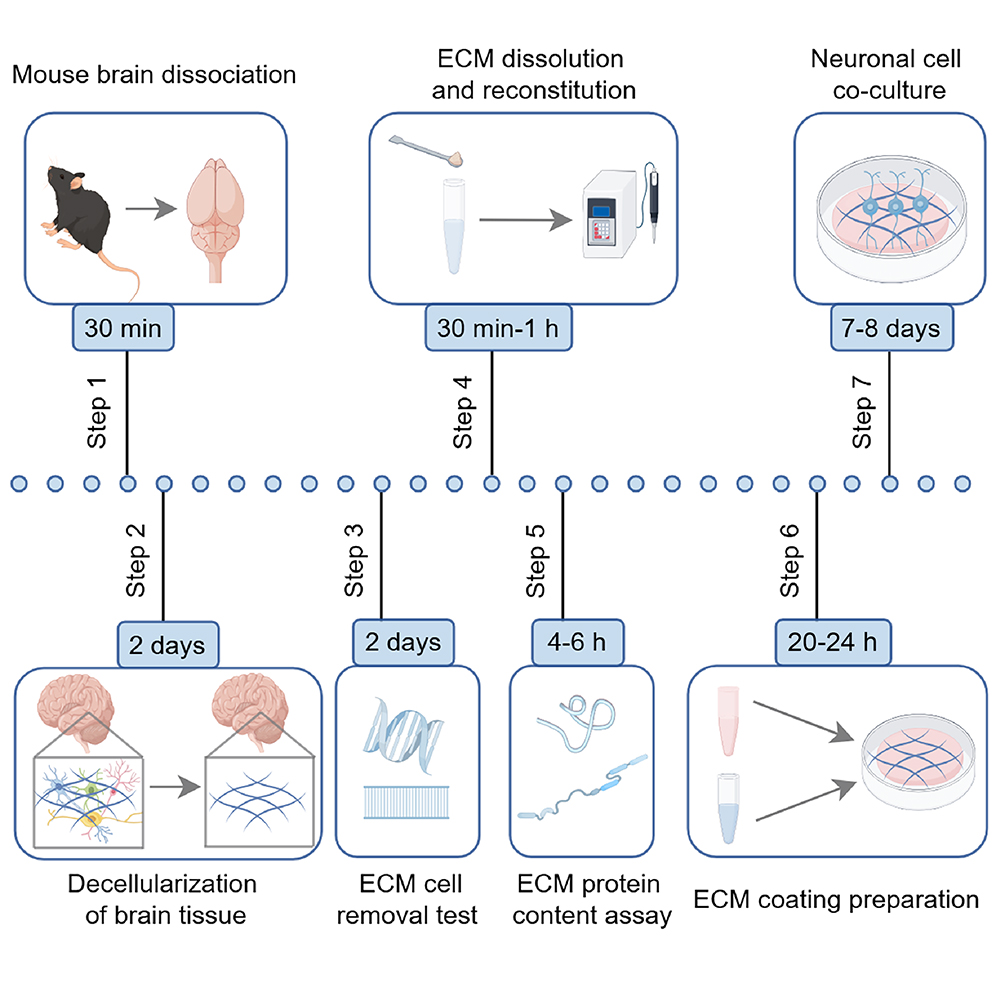 Cell Press: STAR Protocols