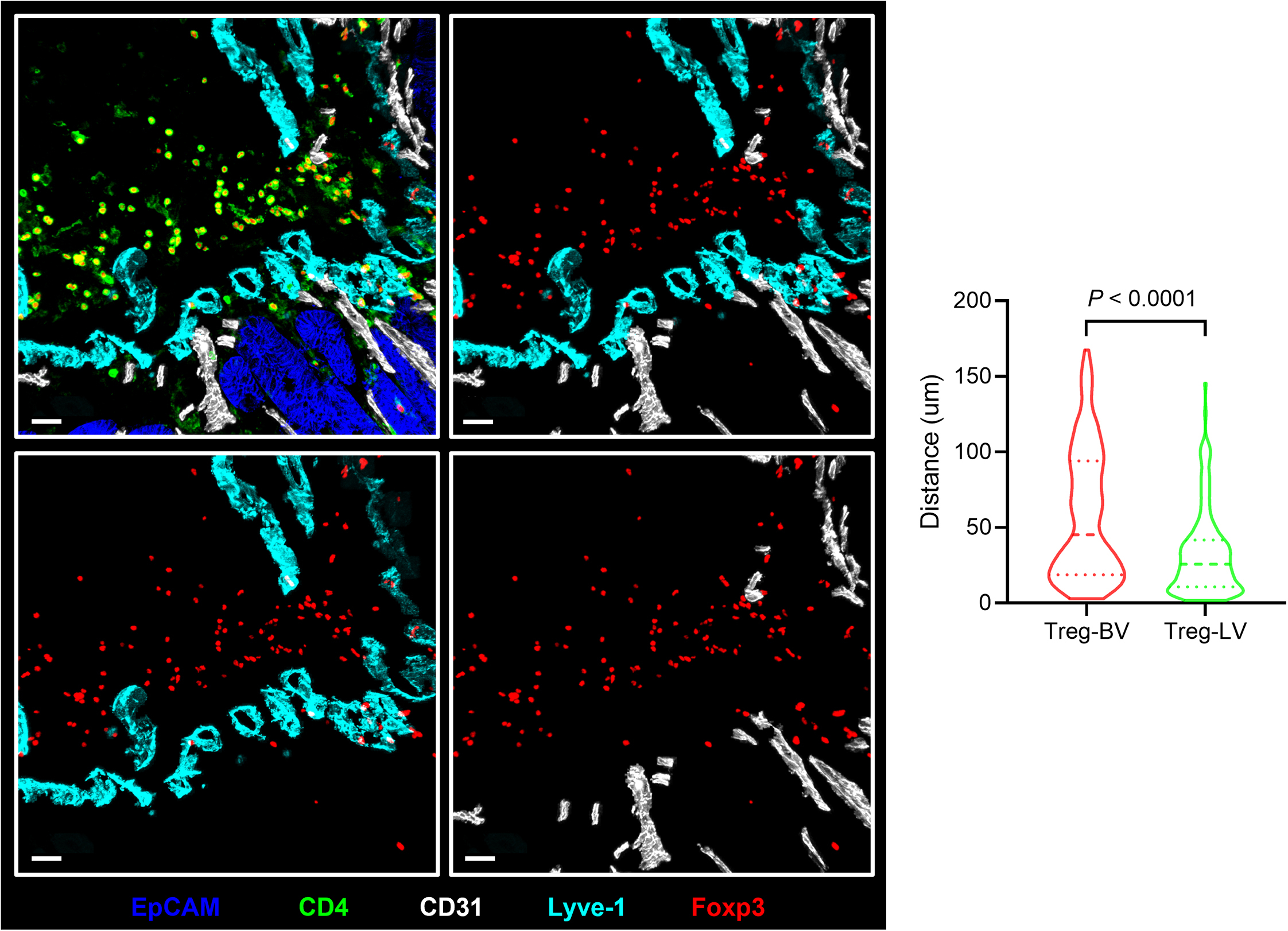 Cell Press: STAR Protocols